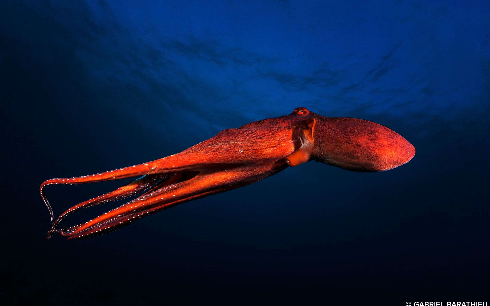 Photos | Plongée extrême : entre les îles de Mayotte et de la Réunion