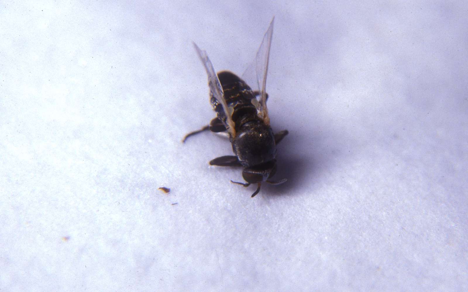 Définition | Onchocercose - Cécité des rivières | Futura Santé