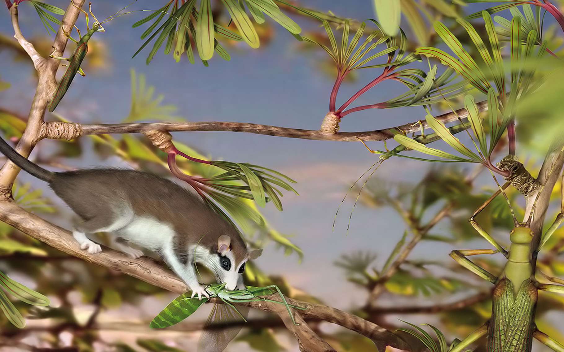 L’ancêtre des placentaires, Eomaia scansoria | Dossier