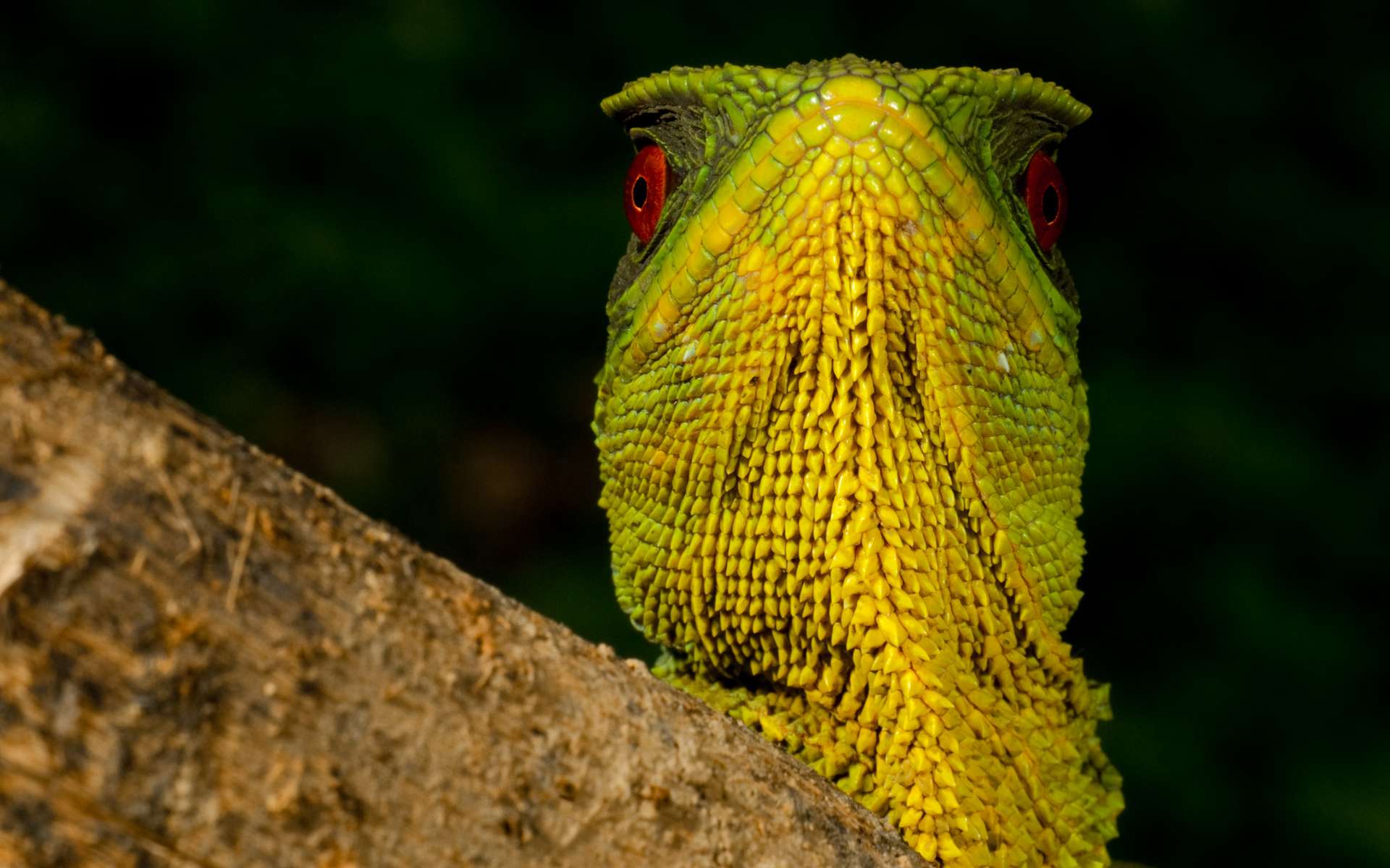 Découvrez la grenouille transparente, le micro gecko et la vipère géante