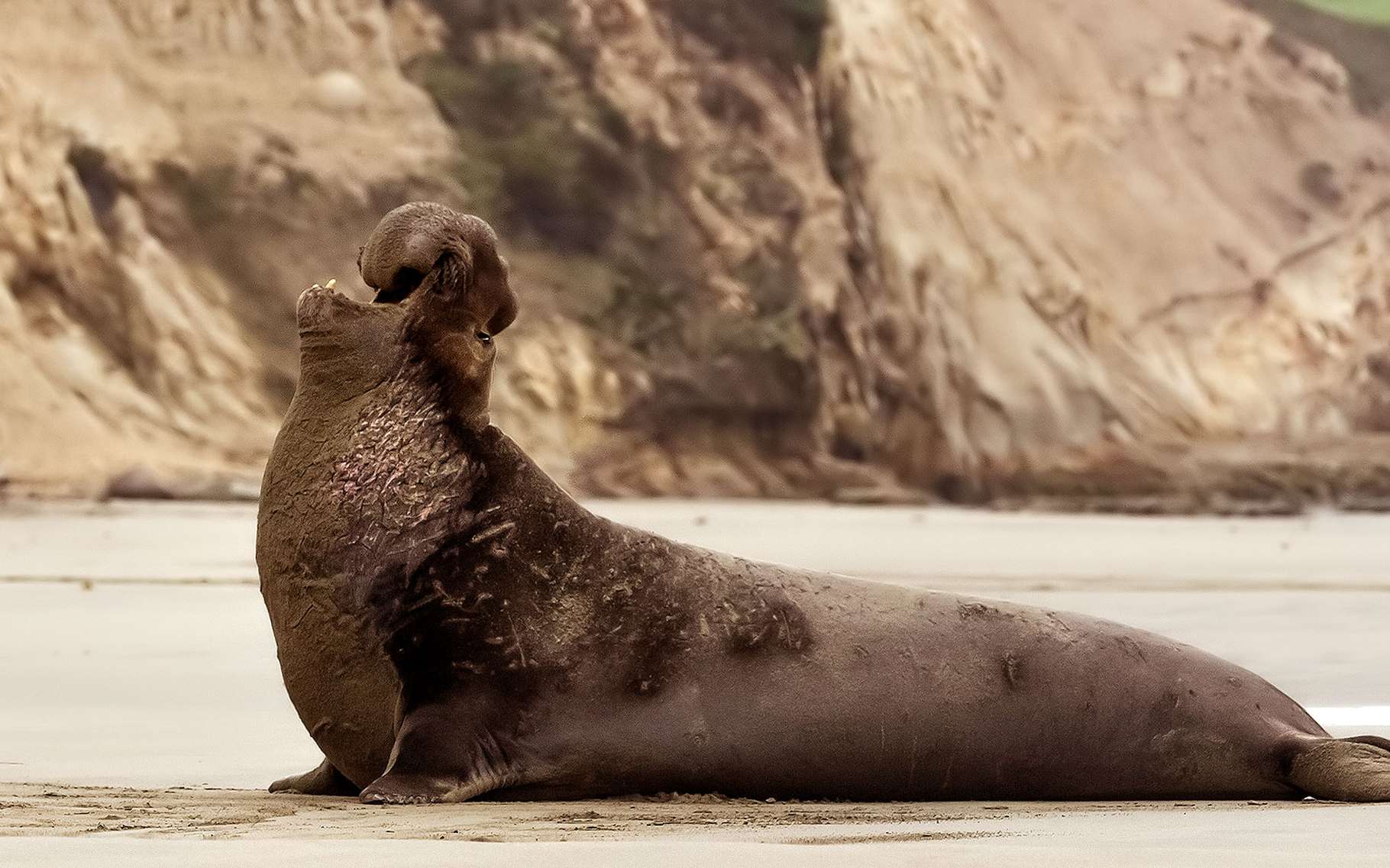 Les éléphants de mer devenus océanographes | Dossier