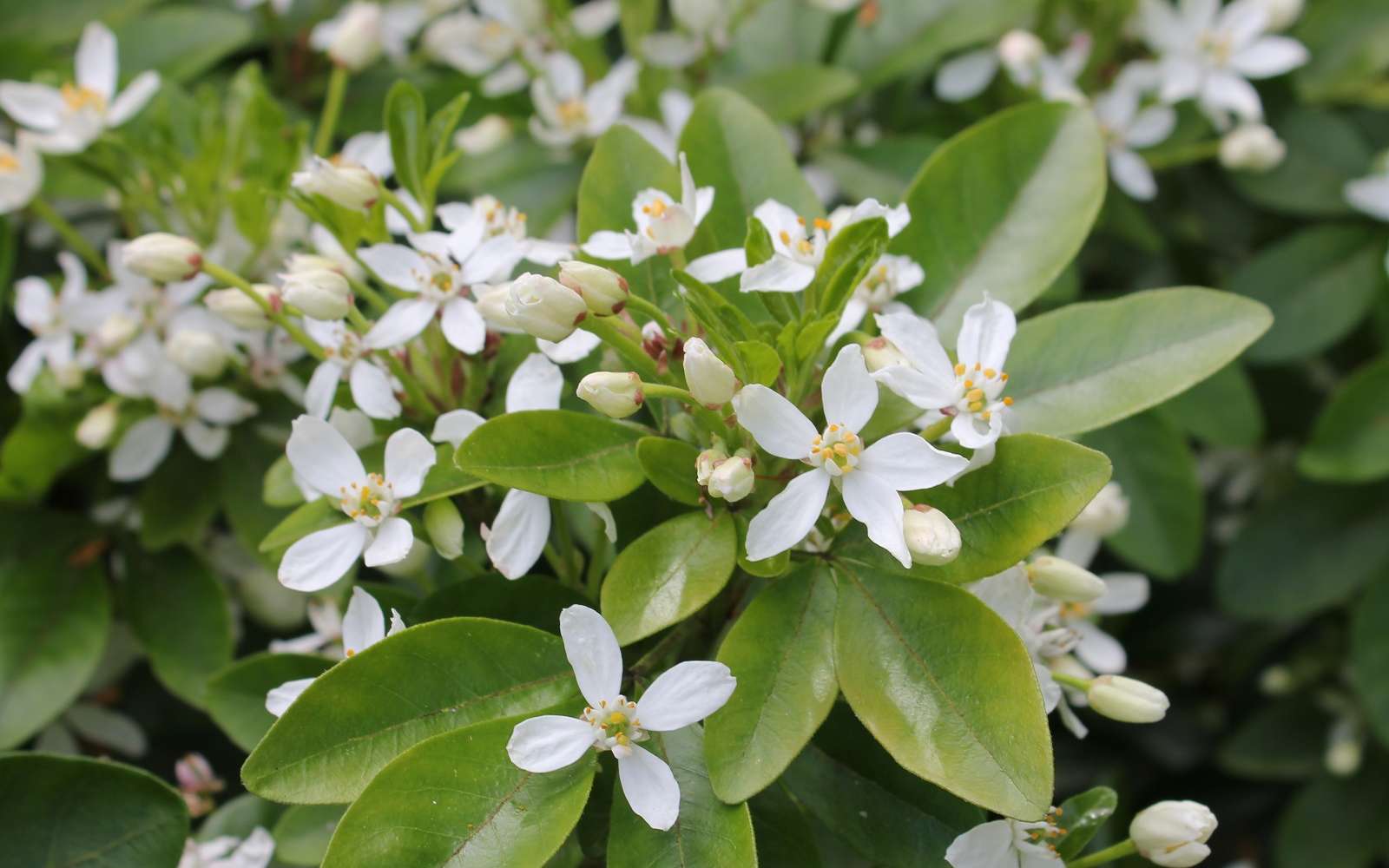 Définition | Oranger du Mexique - Choisya ternata | Futura Planète