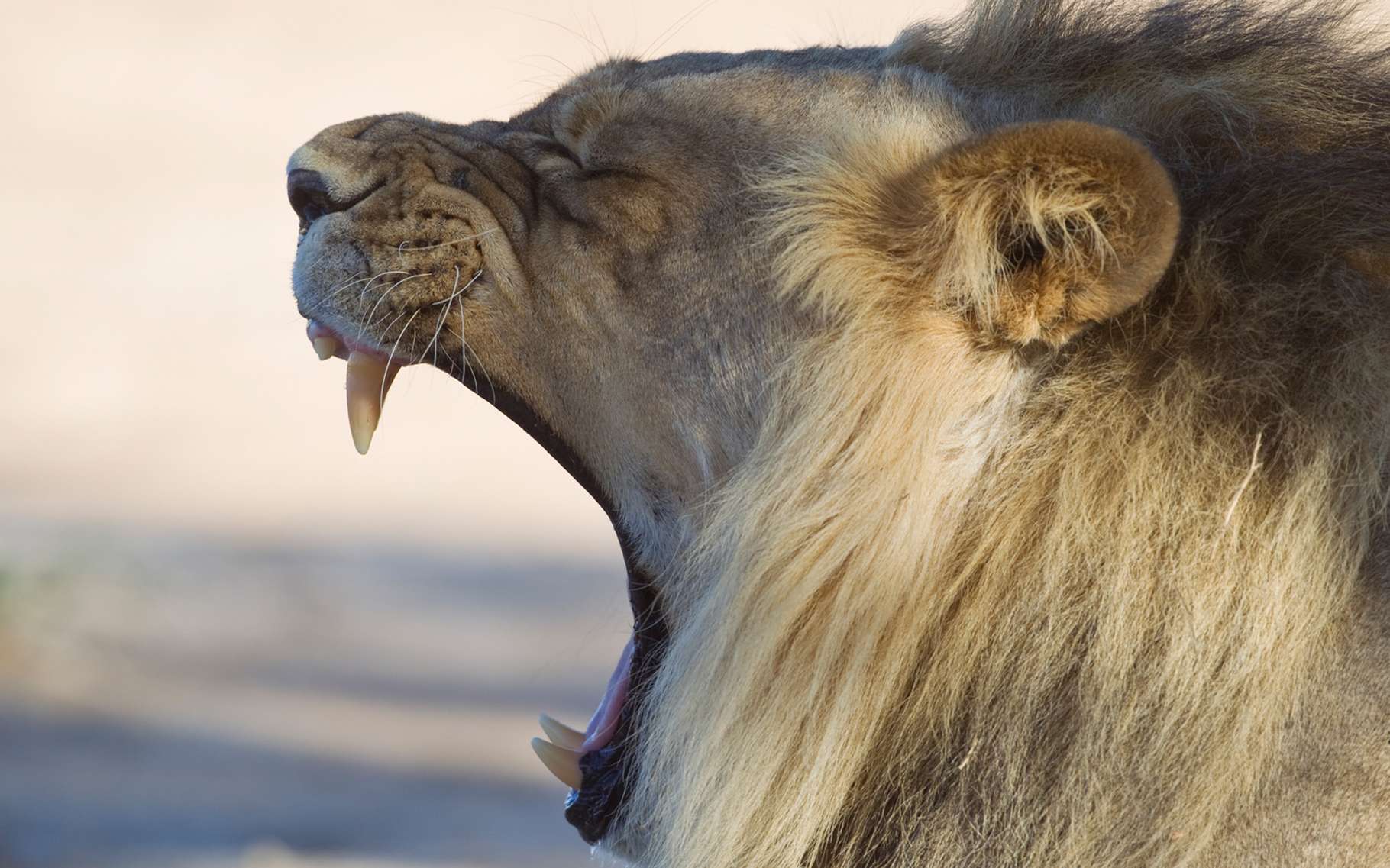 Le plaisir de bâiller en sept questions | Dossier