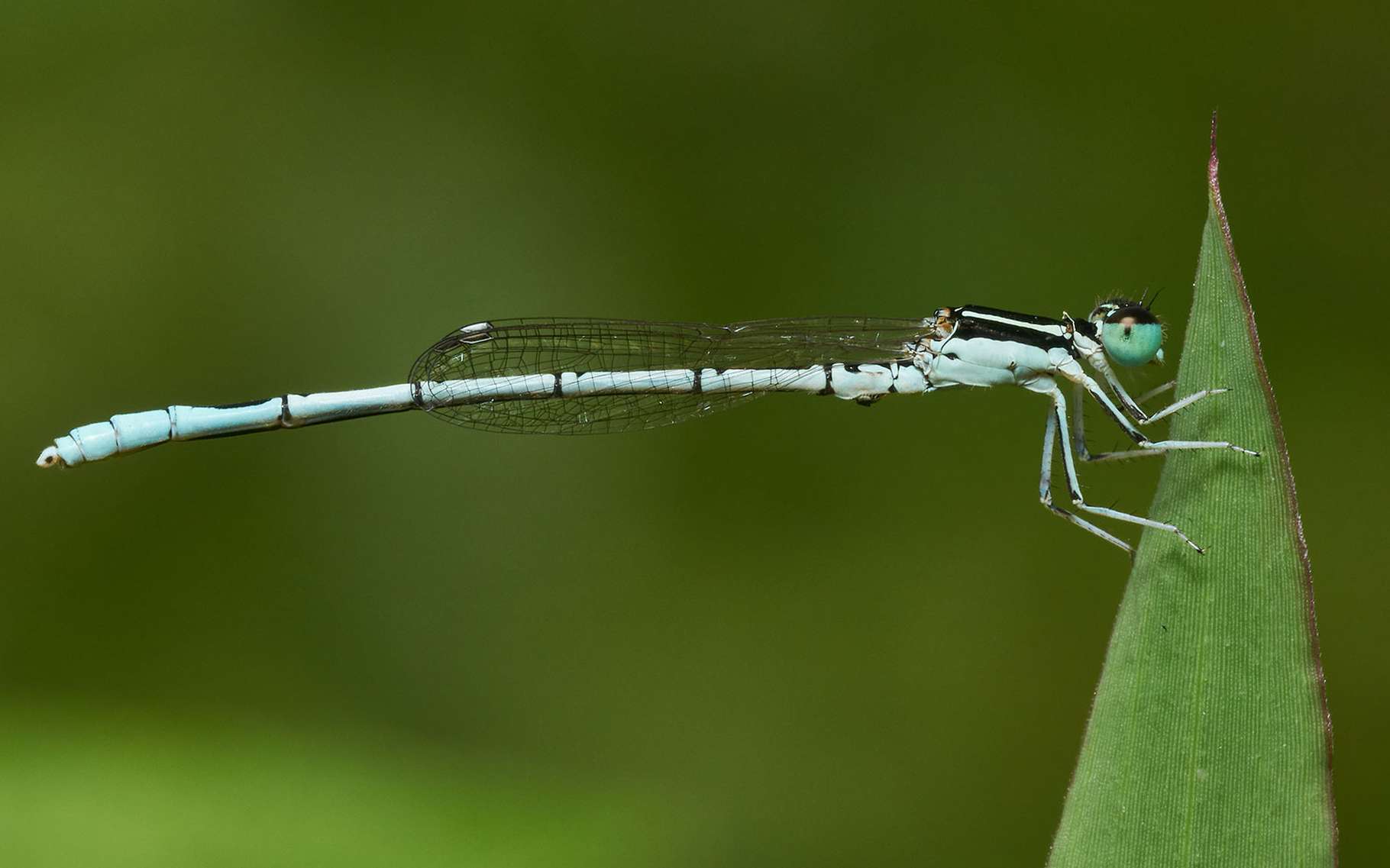 Qui sont les odonates ? | Dossier