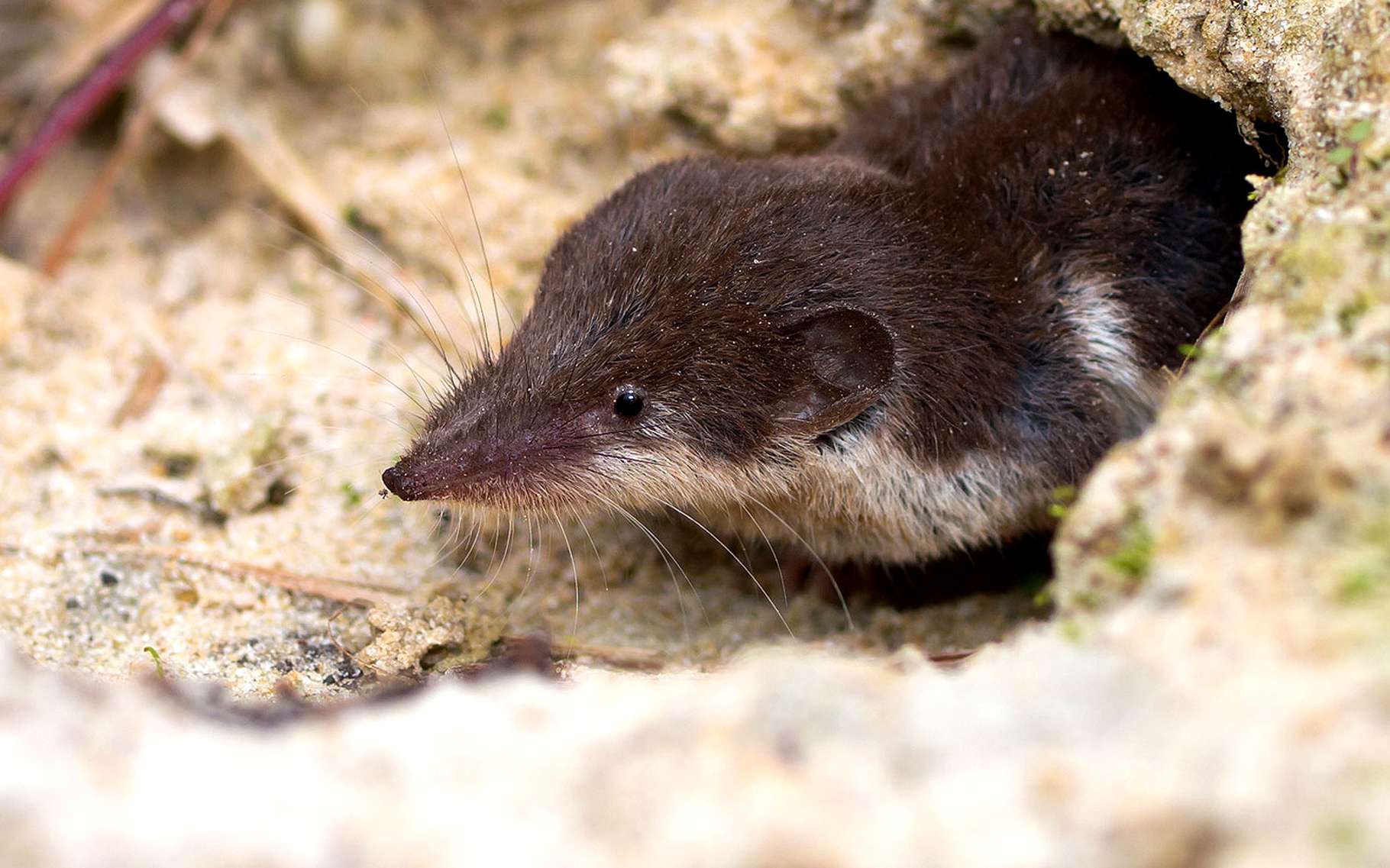 Les musaraignes : bibliographie et références | Dossier