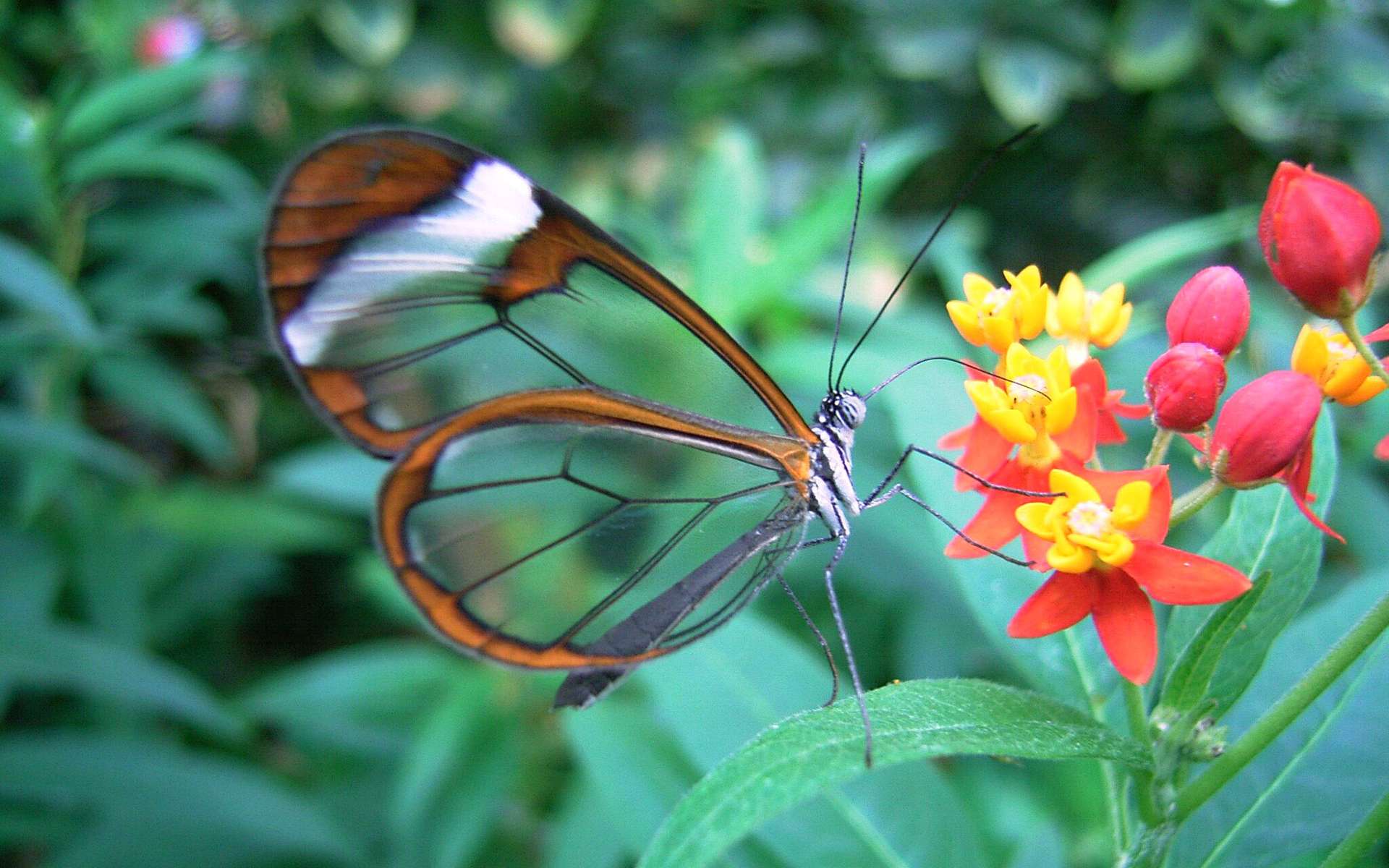 Photos | Biomimétisme : quand la nature inspire les innovations