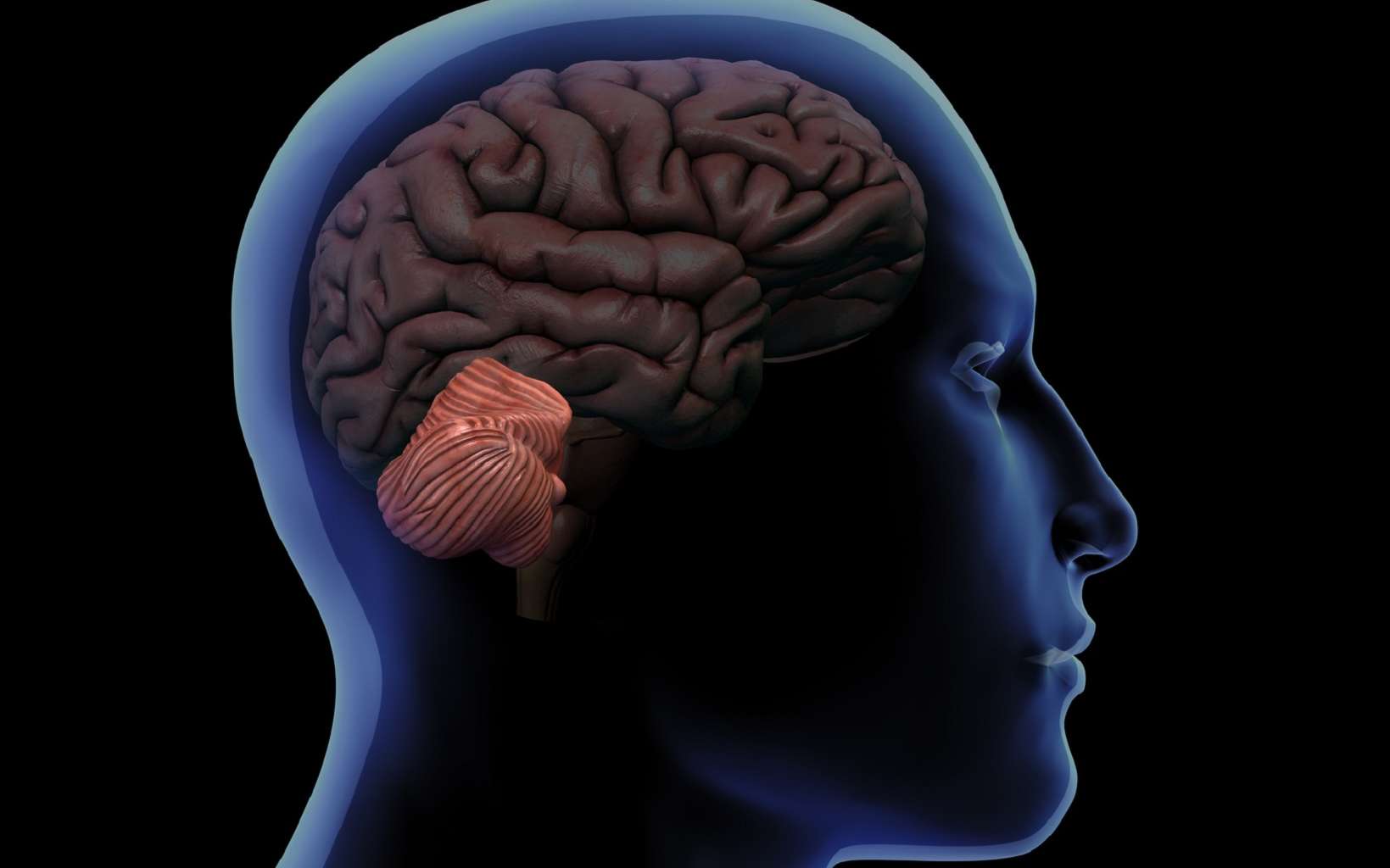 Définition | Cervelet - Cerebellum | Futura Santé