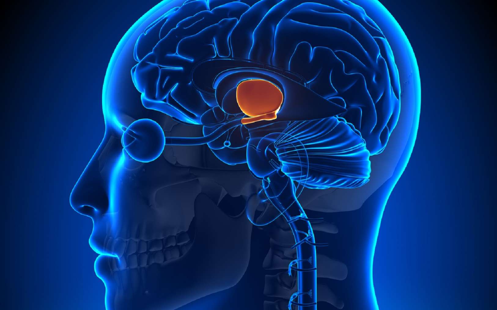 Définition | GnRH - Gonadolibérine - LHRH - Gonadotropin-releasing ...