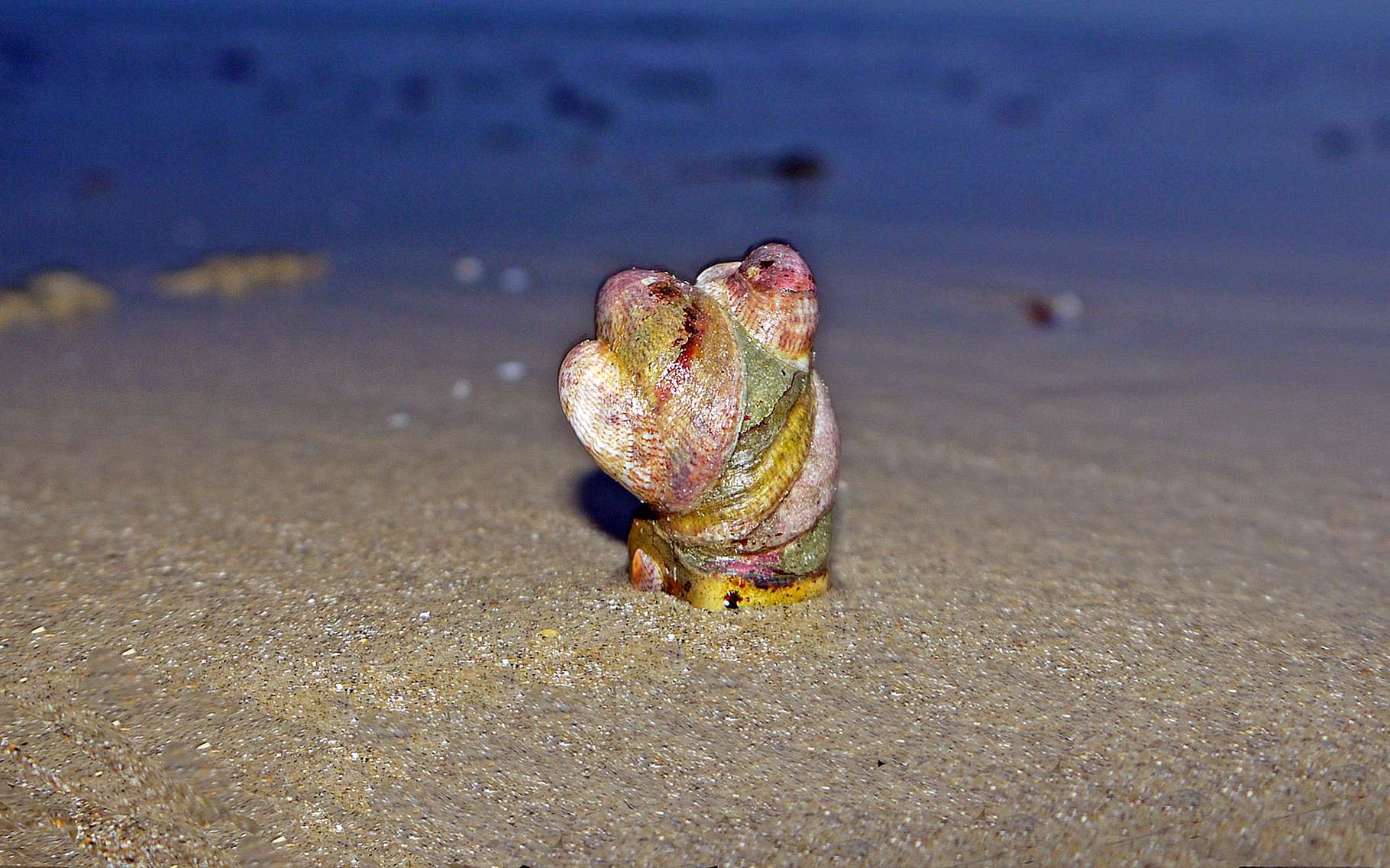 Crepidula fornicata : la crépidule sur les plages de France | Dossier