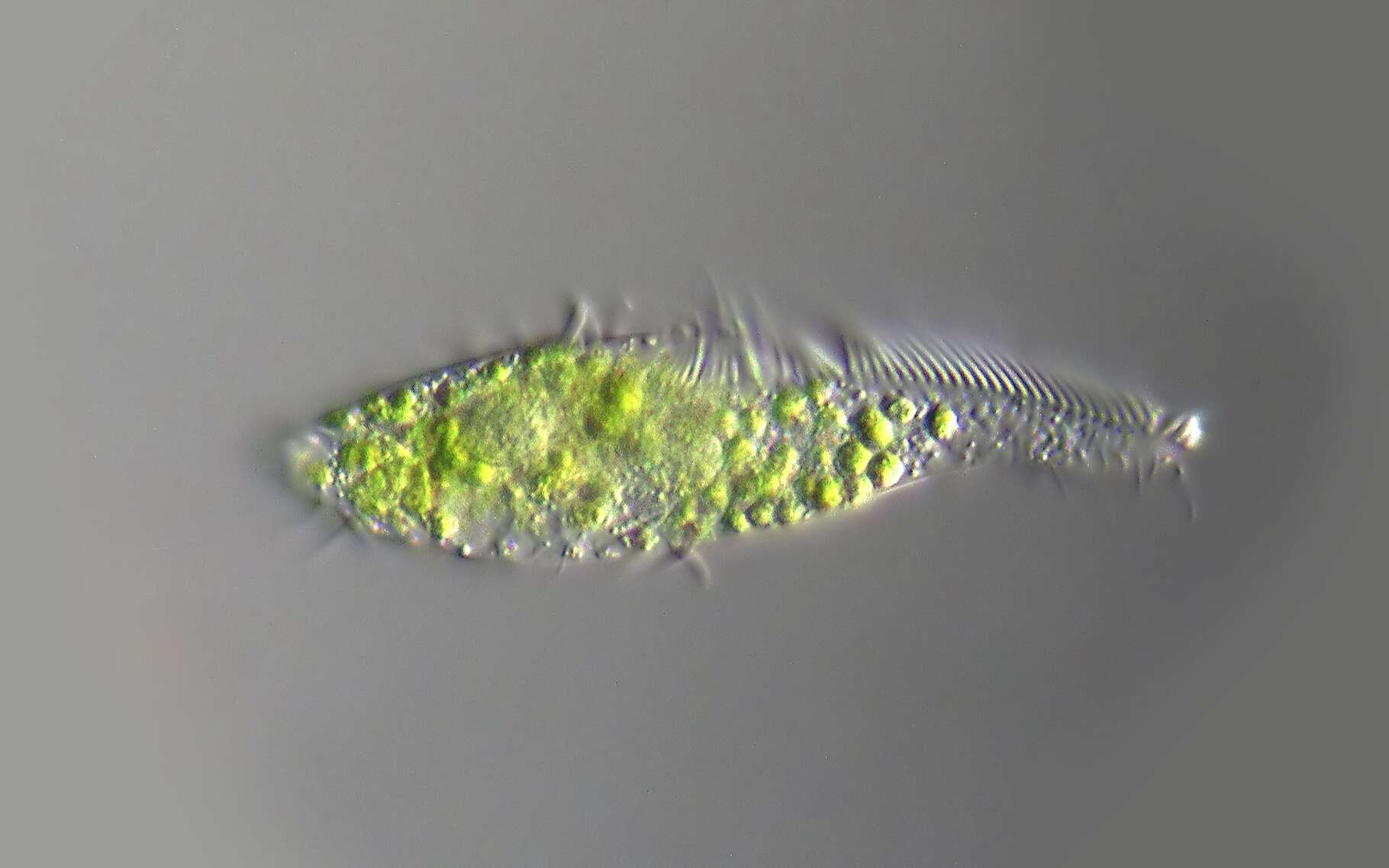 Vidéo : les protistes, êtres unicellulaires | Dossier