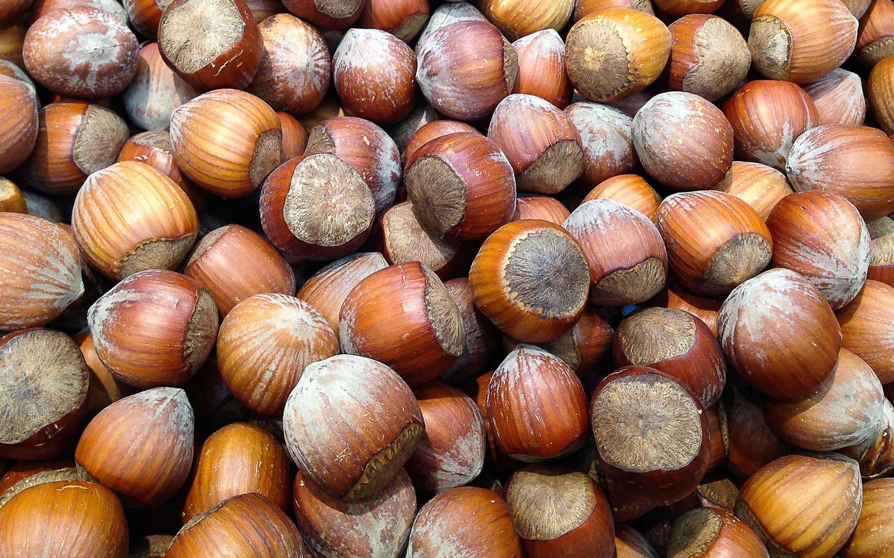 Les aflatoxines, des mycotoxines de stockage | Dossier