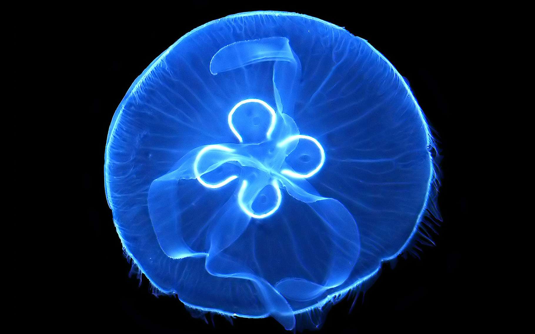 Constitution et mode de vie des méduses | Dossier