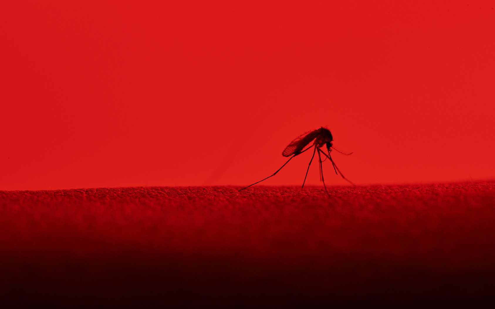 Comment les moustiques nous trouvent-ils