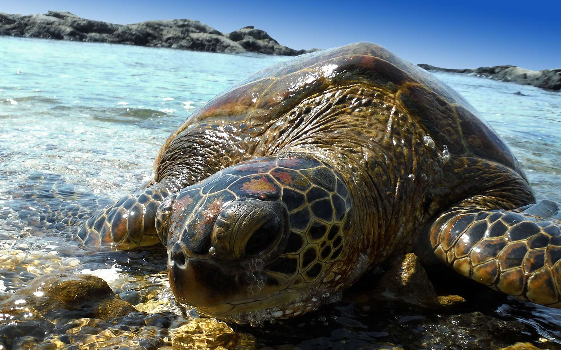 La tortue verte de l'océan indien | Dossier