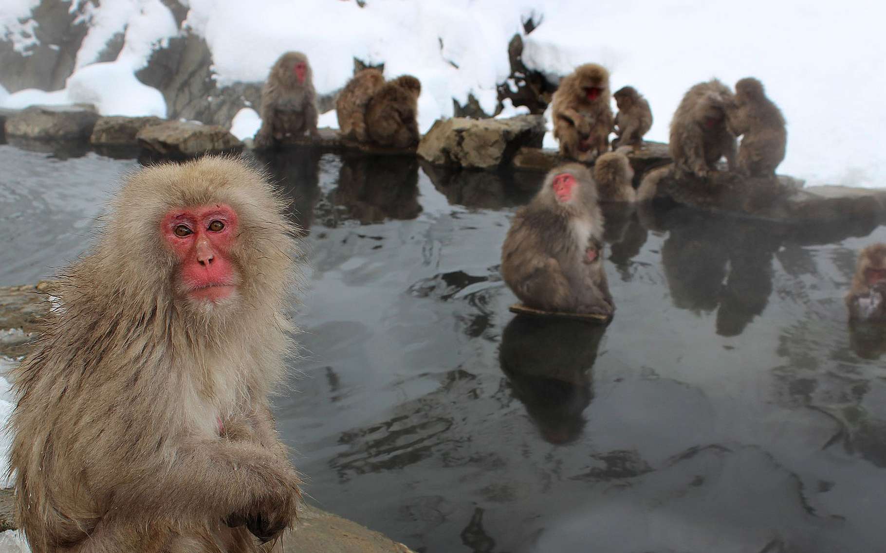 Le Singe Le Plus Laid Du Monde Le Blobfish Est L'animal Le Plus Moche