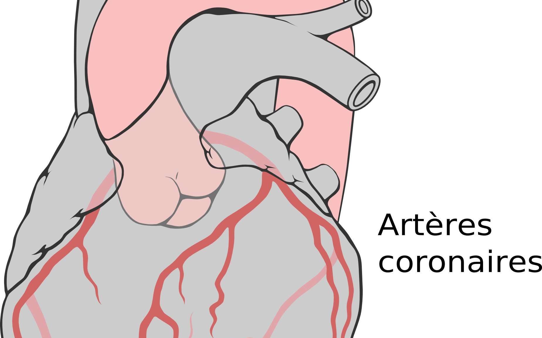 La greffe de vaisseaux sanguins | Dossier