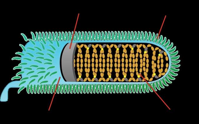 Cellule Du Virus De La Rage Rage : Un Virus Pour Explorer Le Cerveau