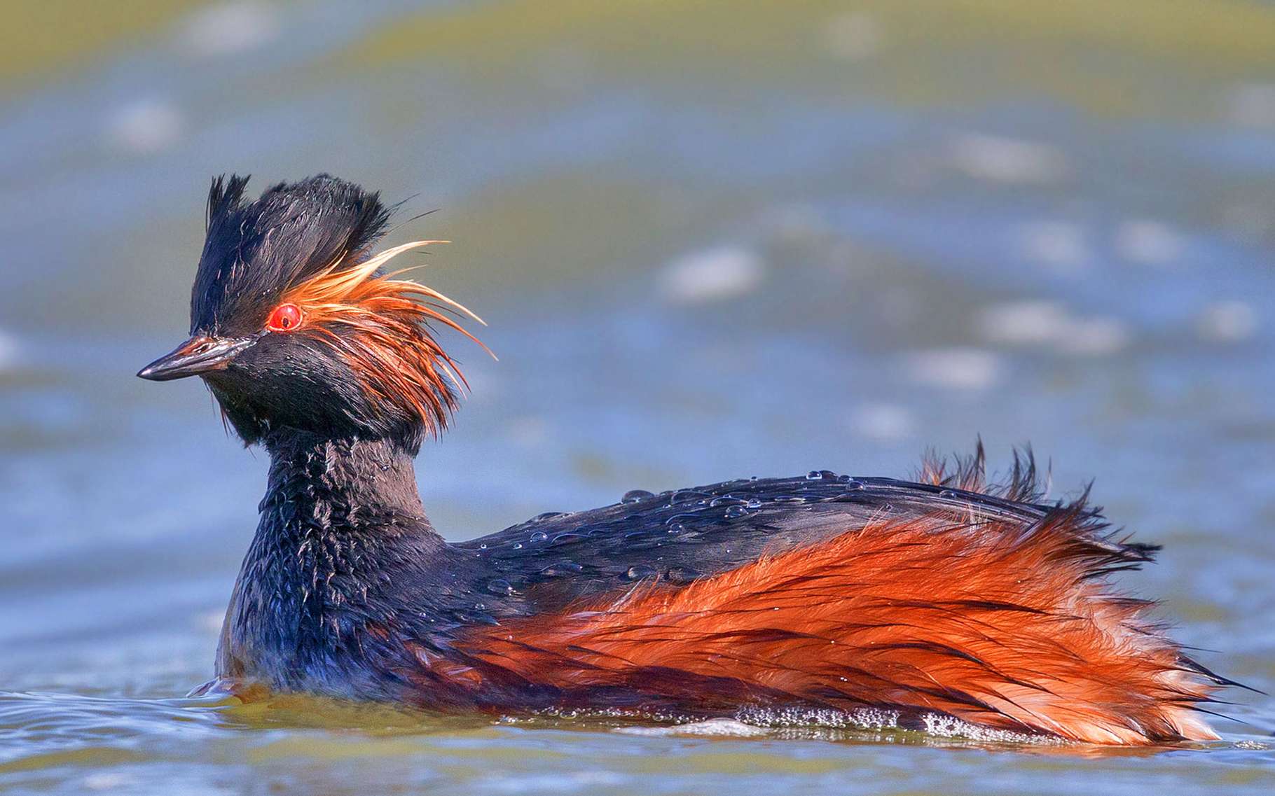 Le Parc Naturel Régional de la Brenne | Dossier