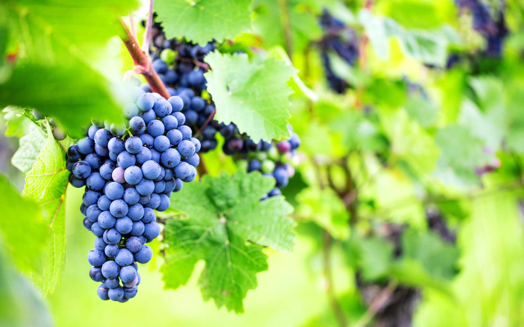 Vin bio : quels sont les critères de fabrication