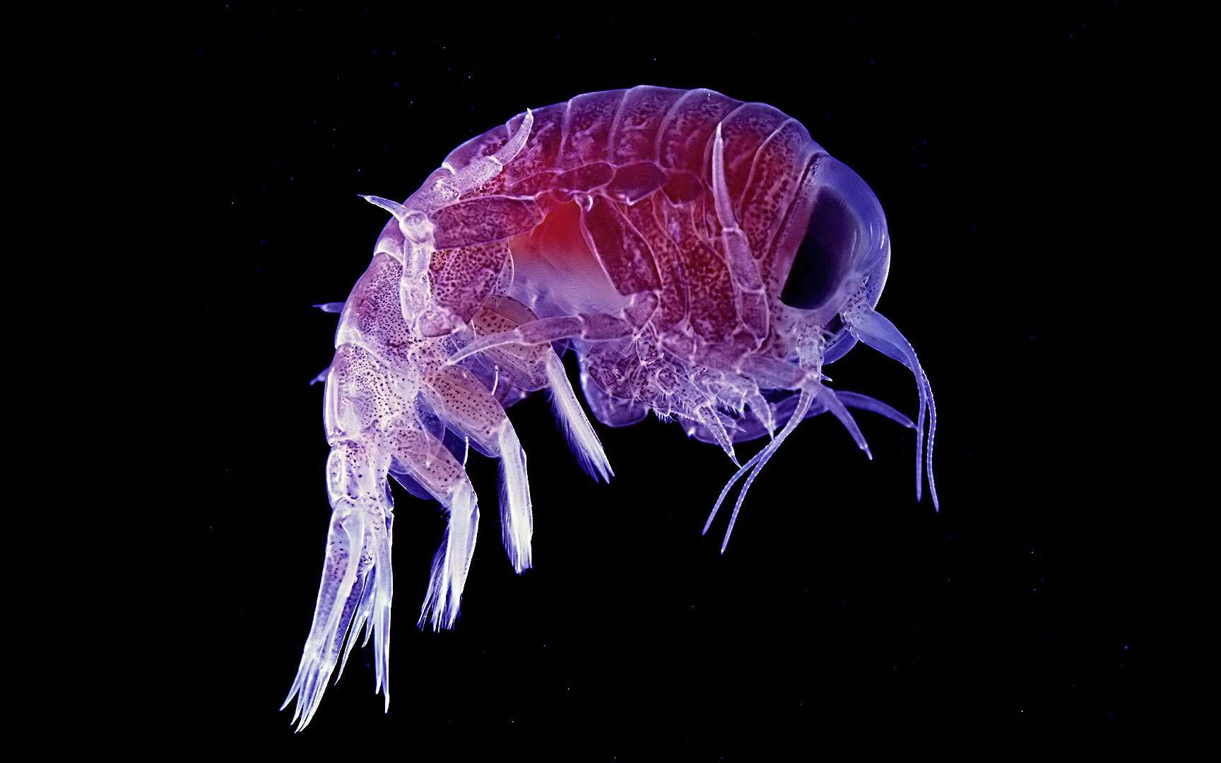 Cette faune des abysses au physique étrange