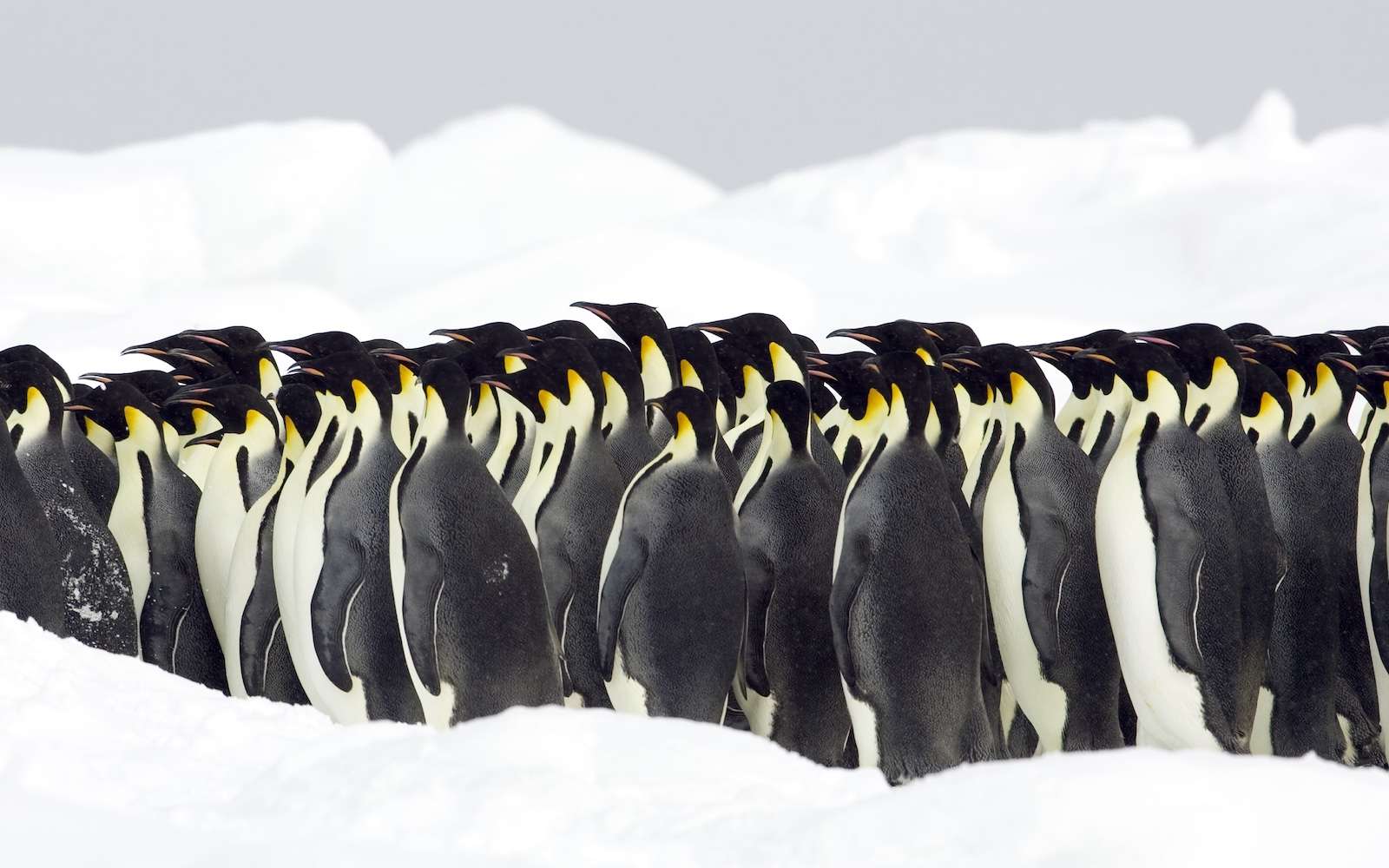 Pour aider la science, comptez les manchots