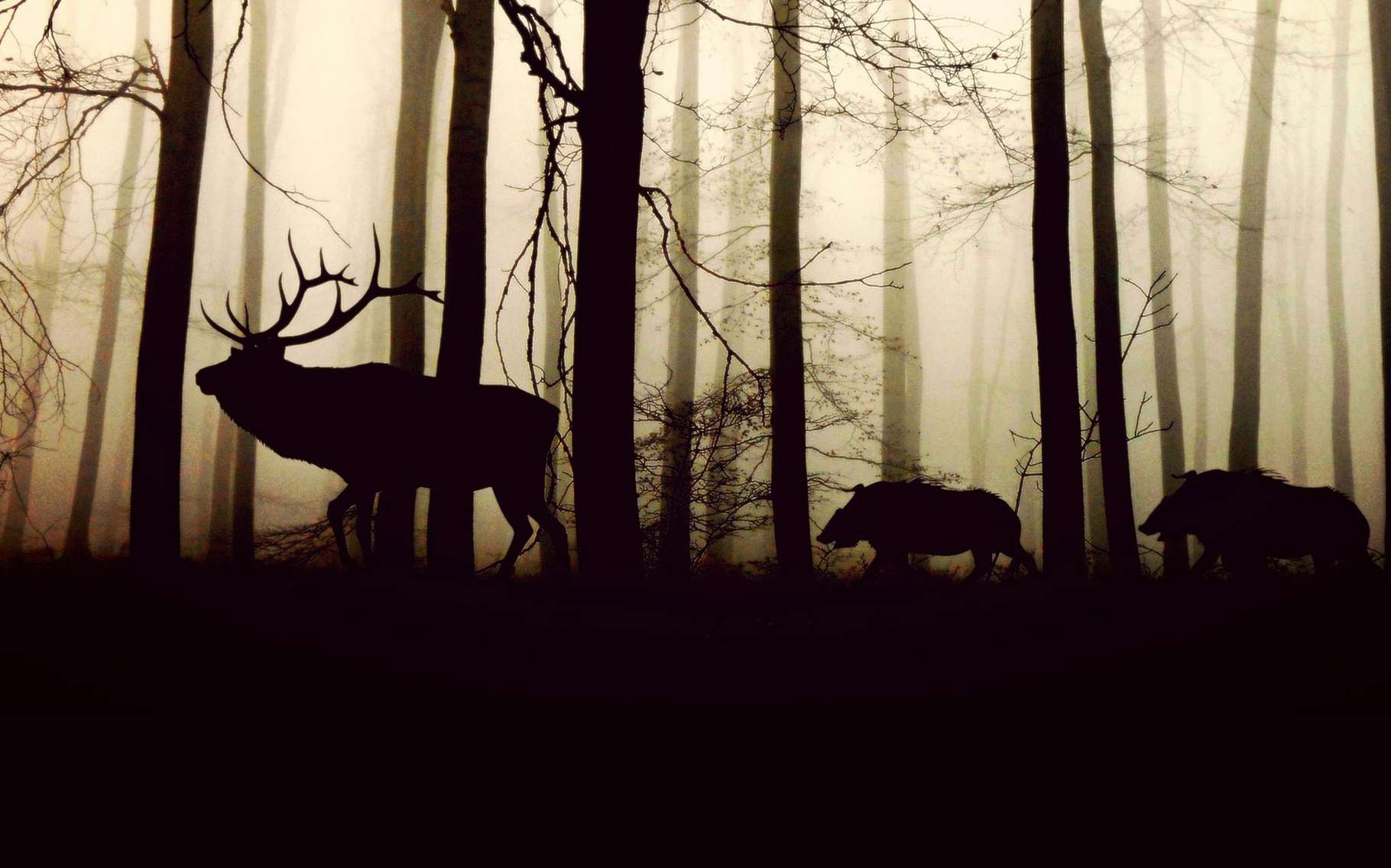 Les différents types de forêts | Dossier