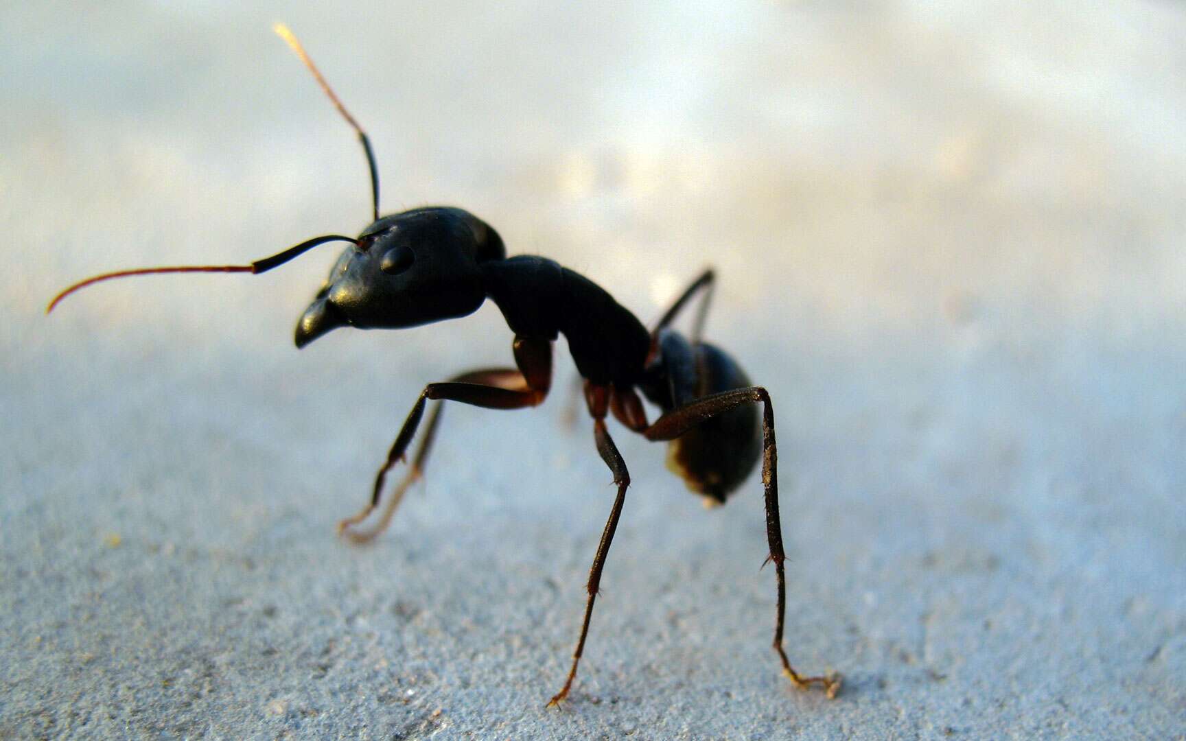 Photos | Le monde fascinant des fourmis