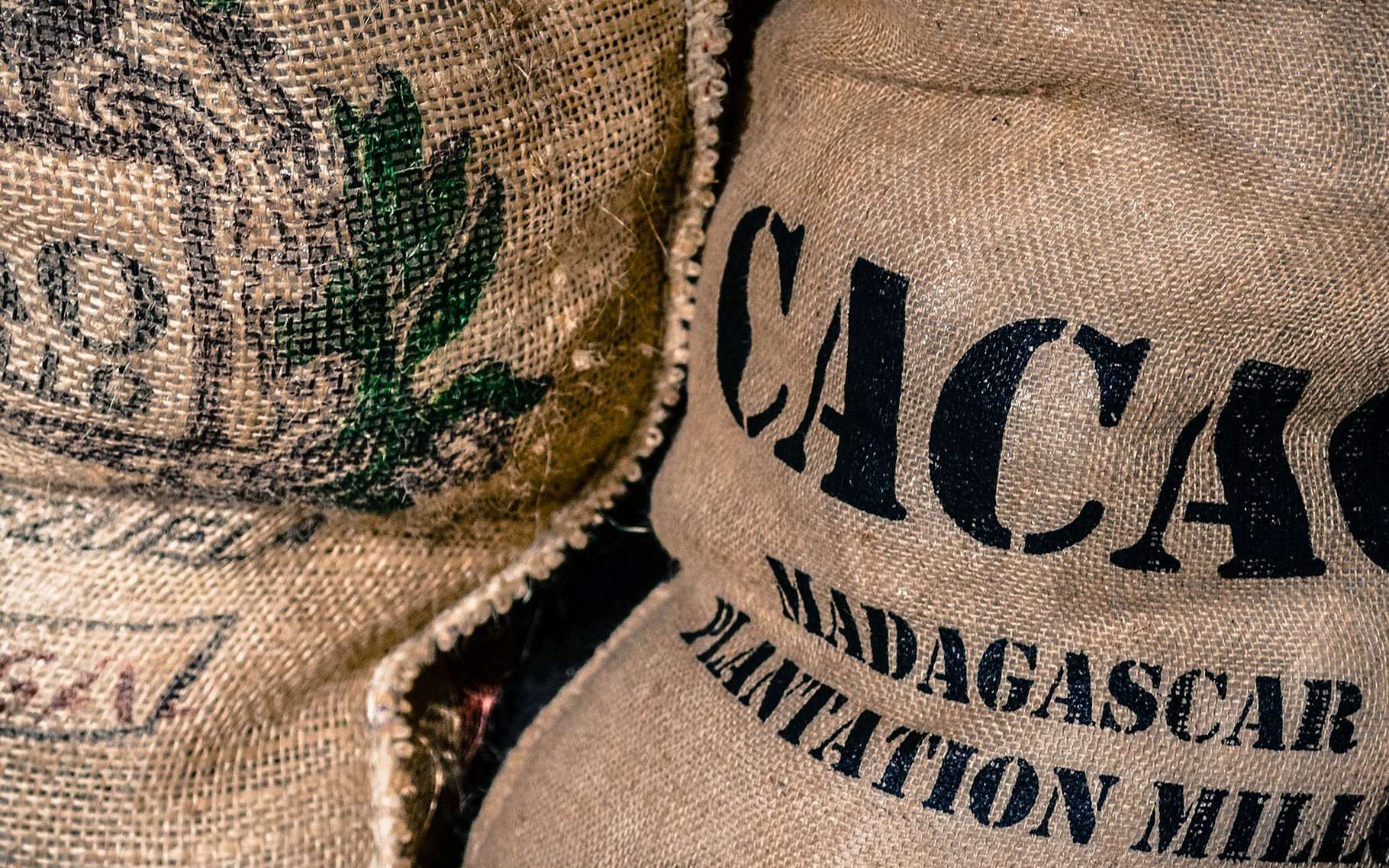 Le cacaoyer et les cabosses de cacao (fleurs, couleurs…) | Dossier