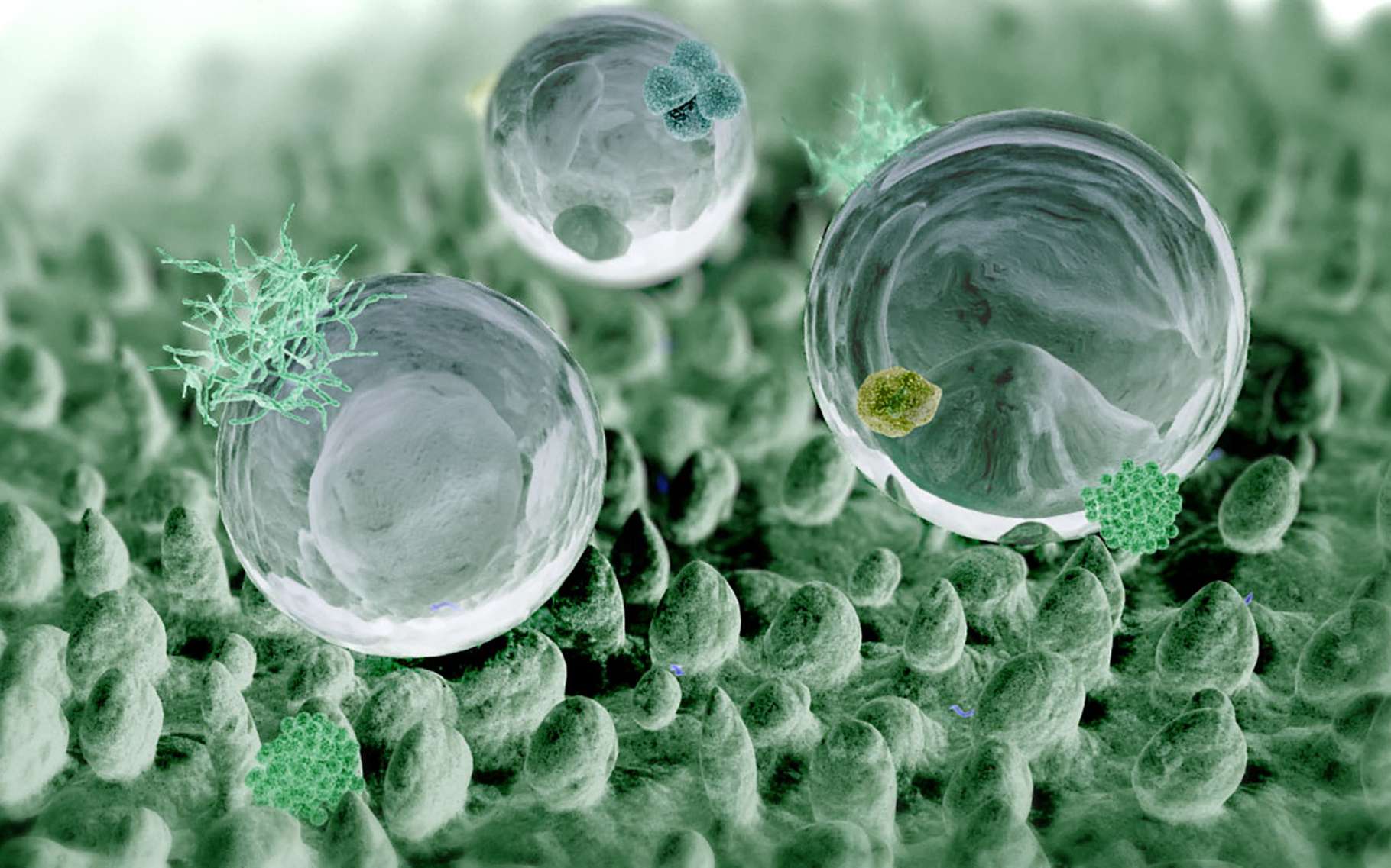 Photos | Biomimétisme : quand la nature inspire les innovations