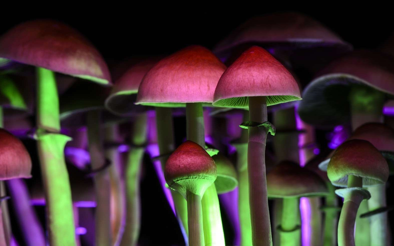 Pourquoi certains champignons sont-ils hallucinogènes