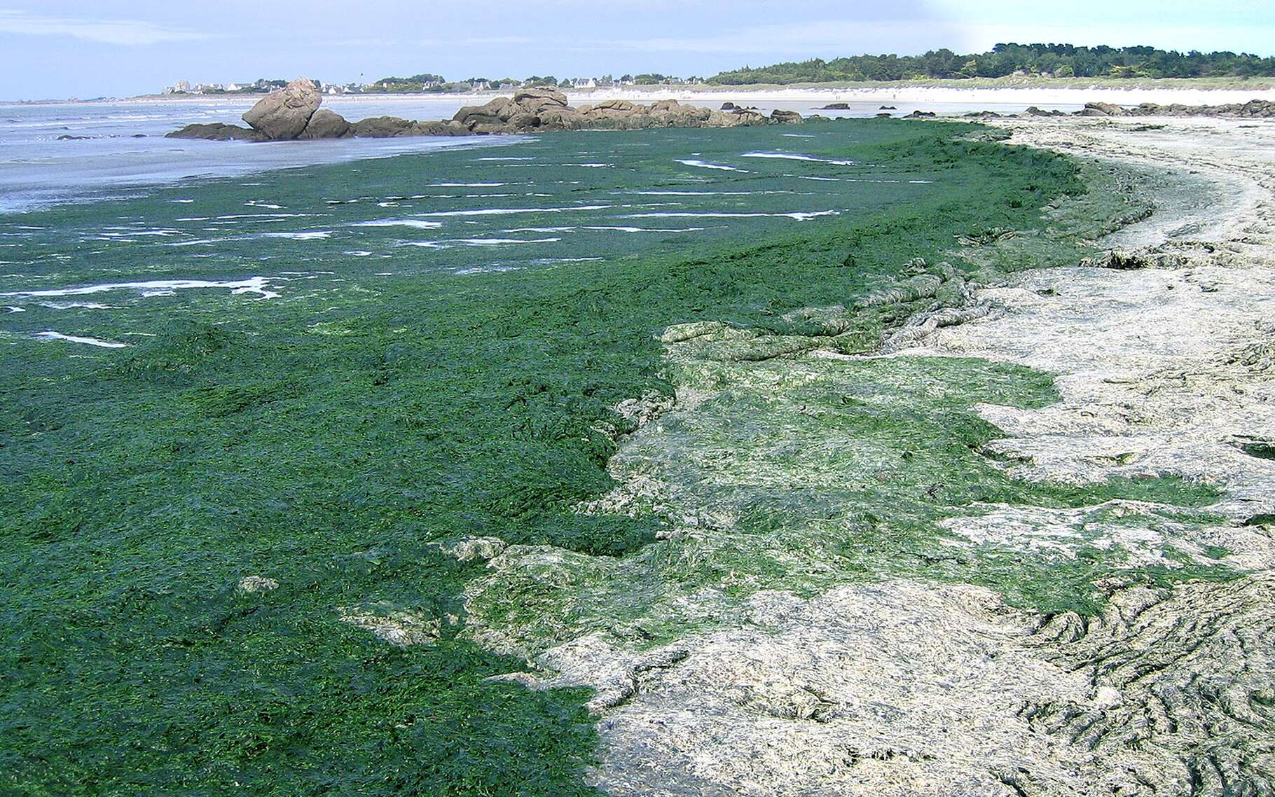 Comment expliquer l'apparition des algues dans la mare 3ème Chimie