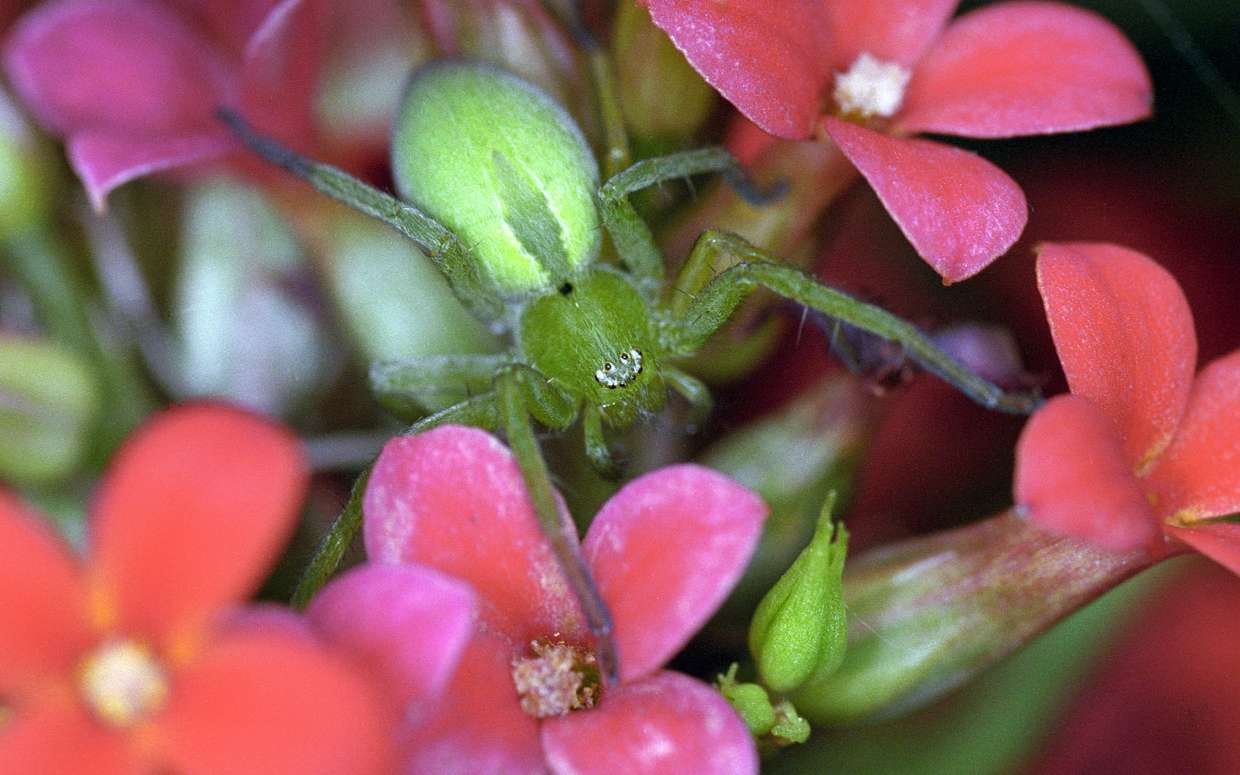 Photos | Top 15 des plus belles araignées