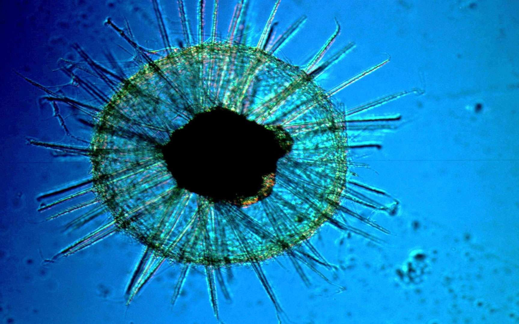 Chroniques du Plancton : les protistes, ces êtres unicellulaires prodigieux