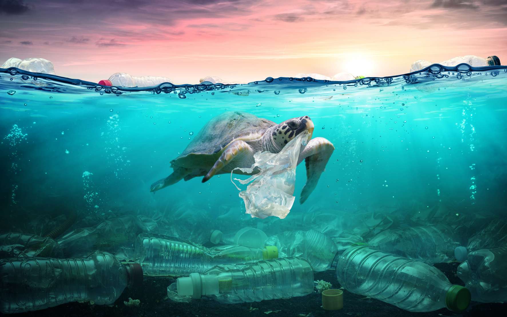 Pollution Plastique Océan My Xxx Hot Girl