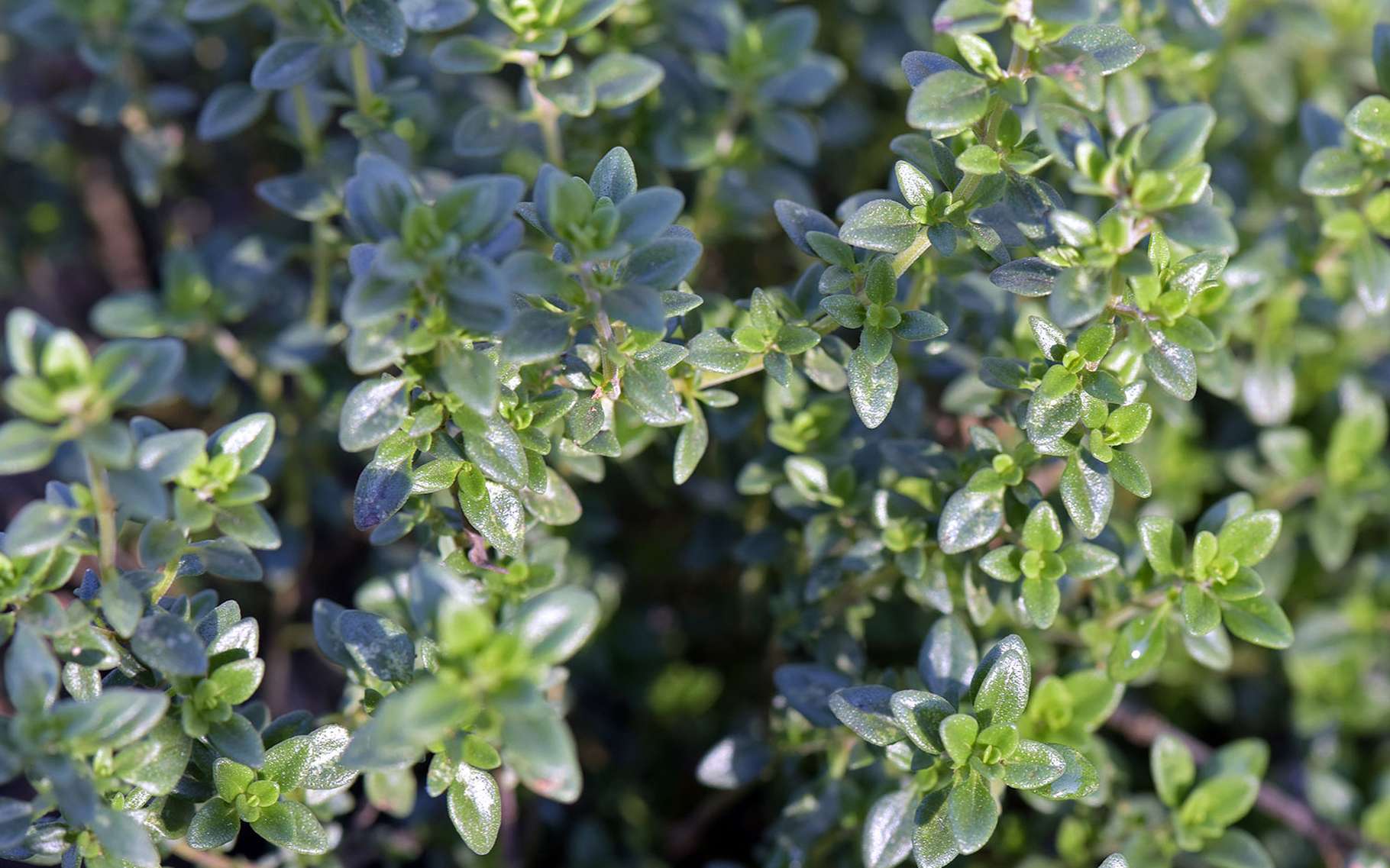 Le thym : cuisine et culture de cette plante très parfumée | Dossier