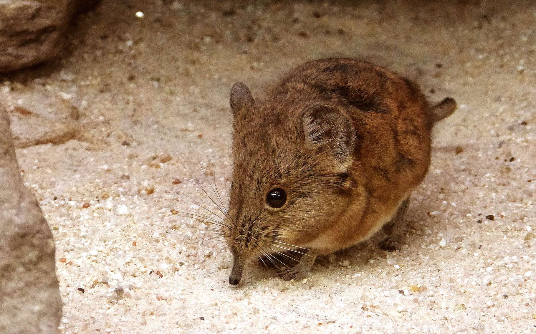 Nous, les mammifères | Dossier