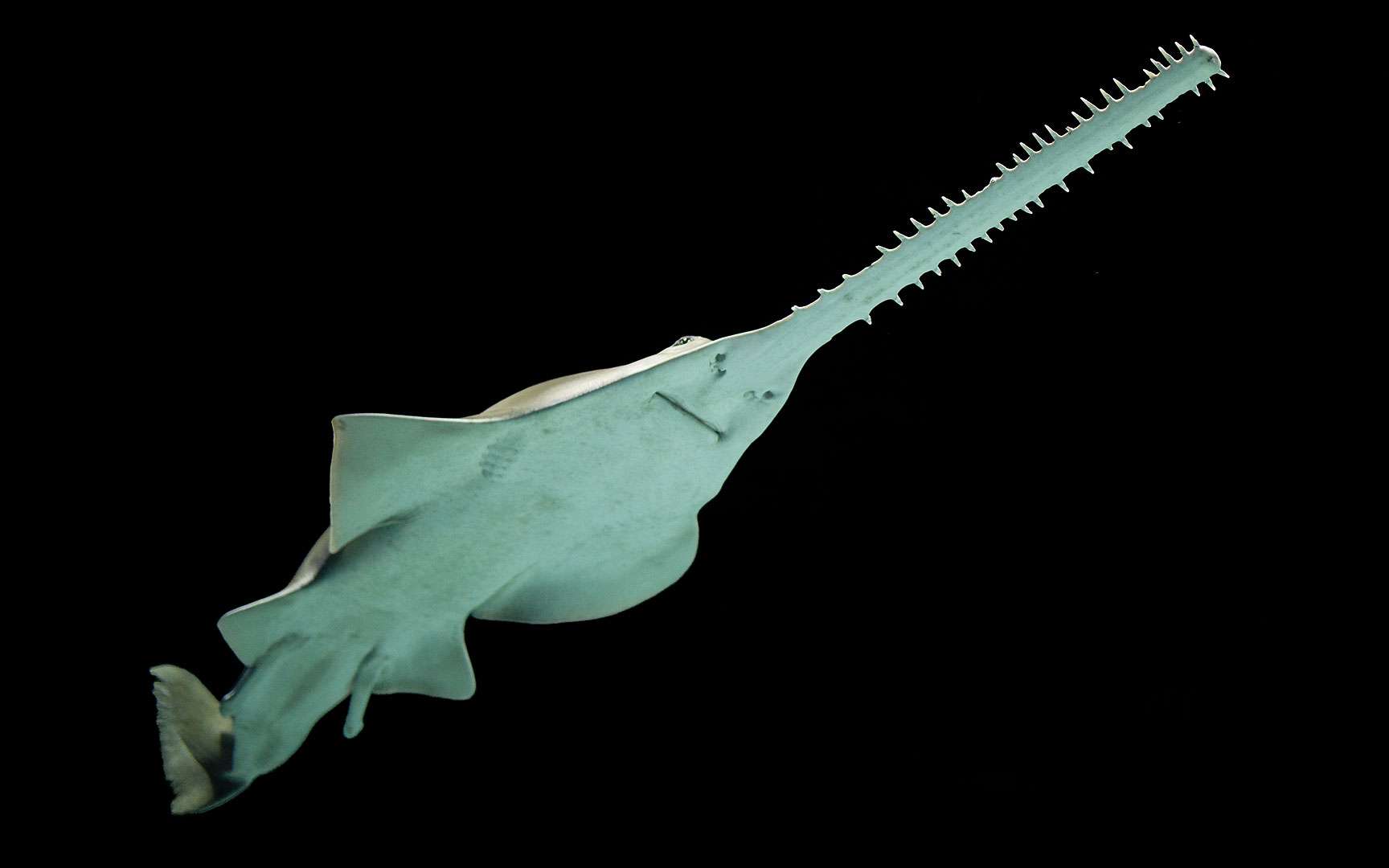 Le poisson-scie sensible aux champs électriques