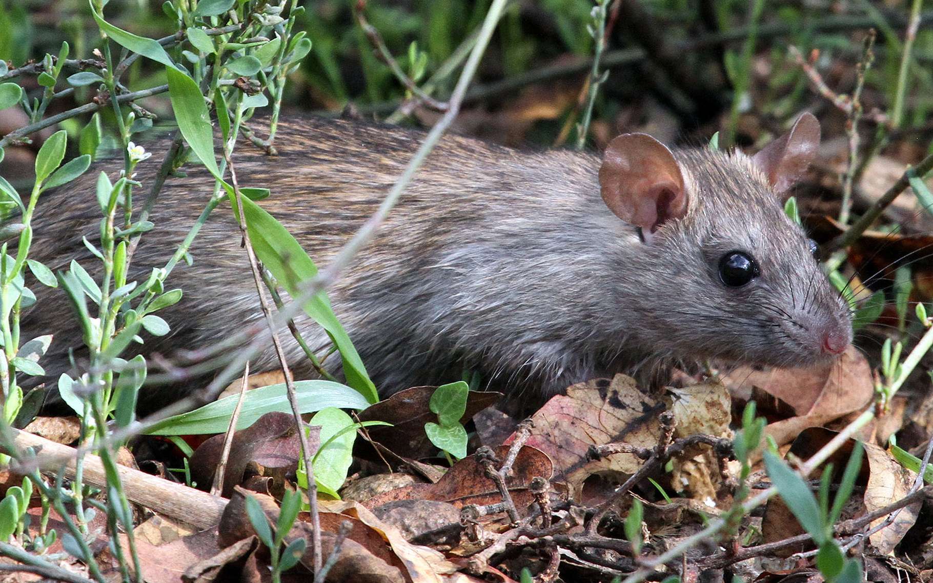 Rattus norvegicus : l'invasion du rat | Dossier