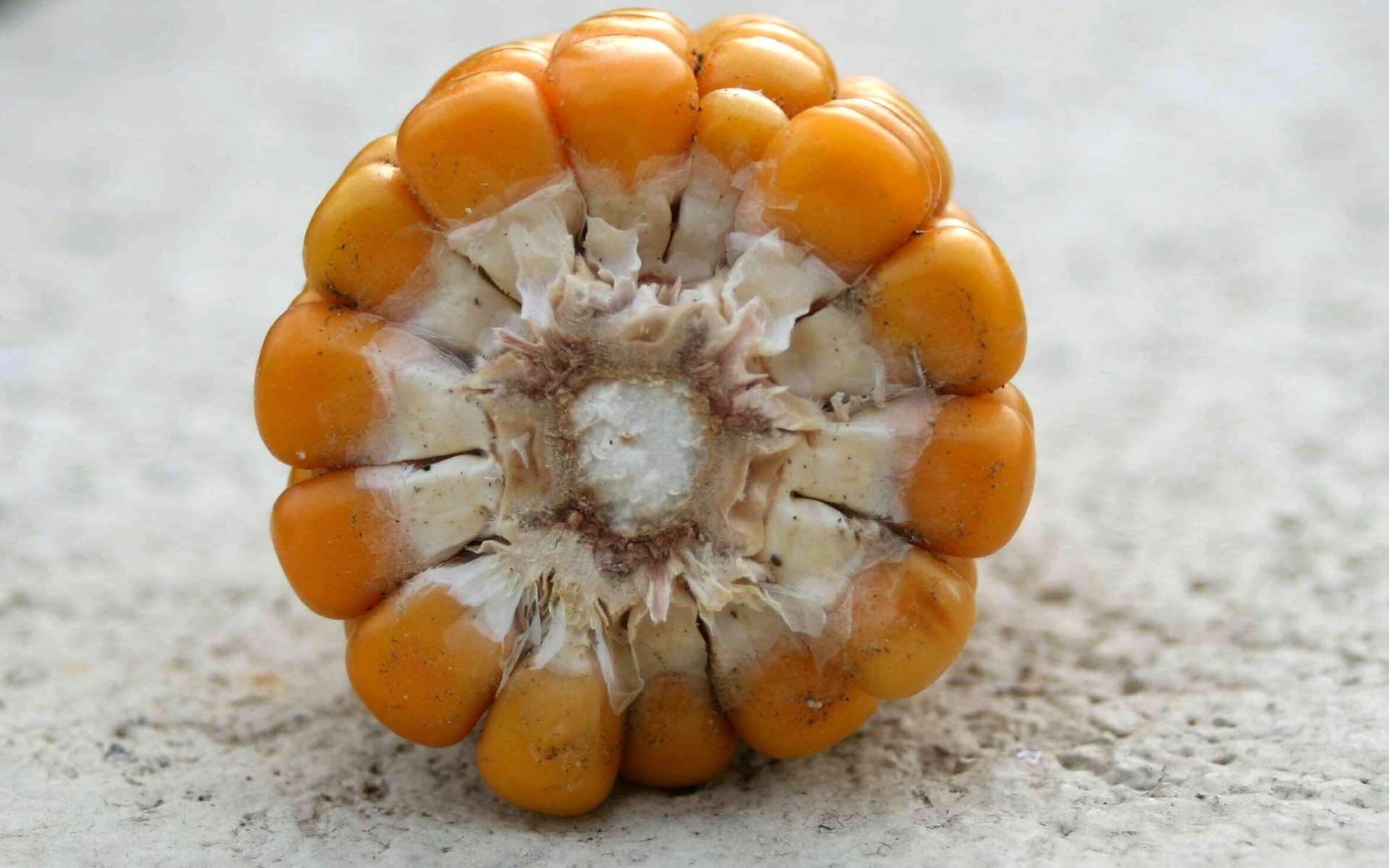 Culture du maïs | Dossier