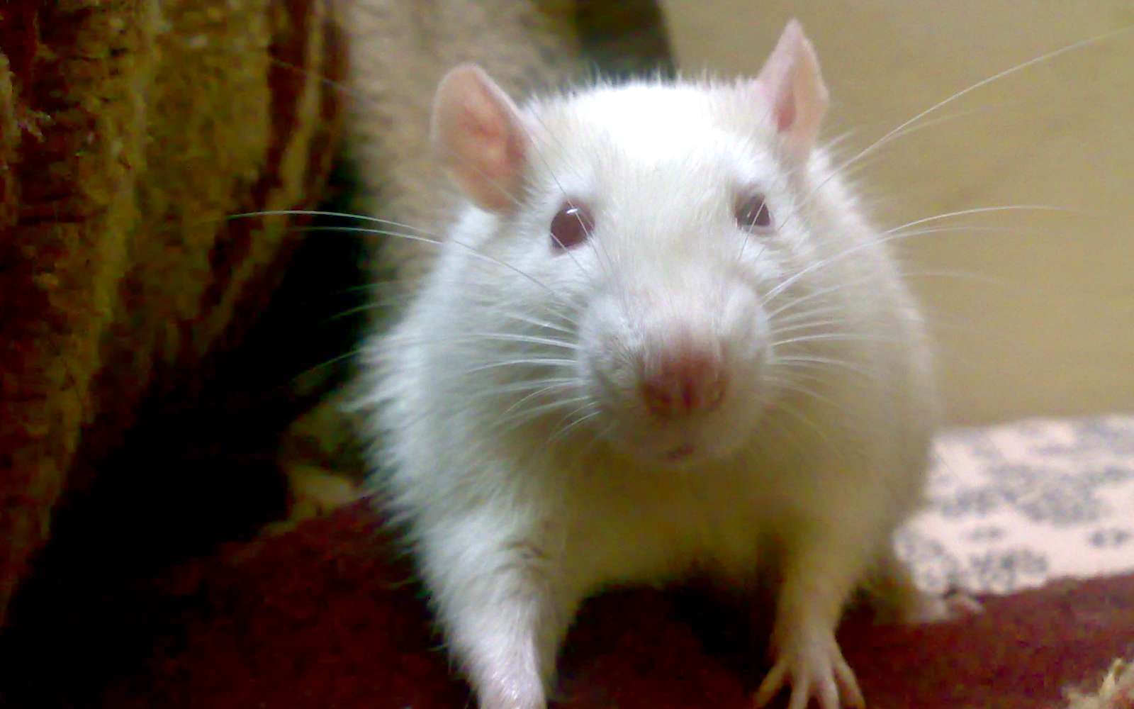 Brève | Les bébés de rats obèses vieillissent plus vite