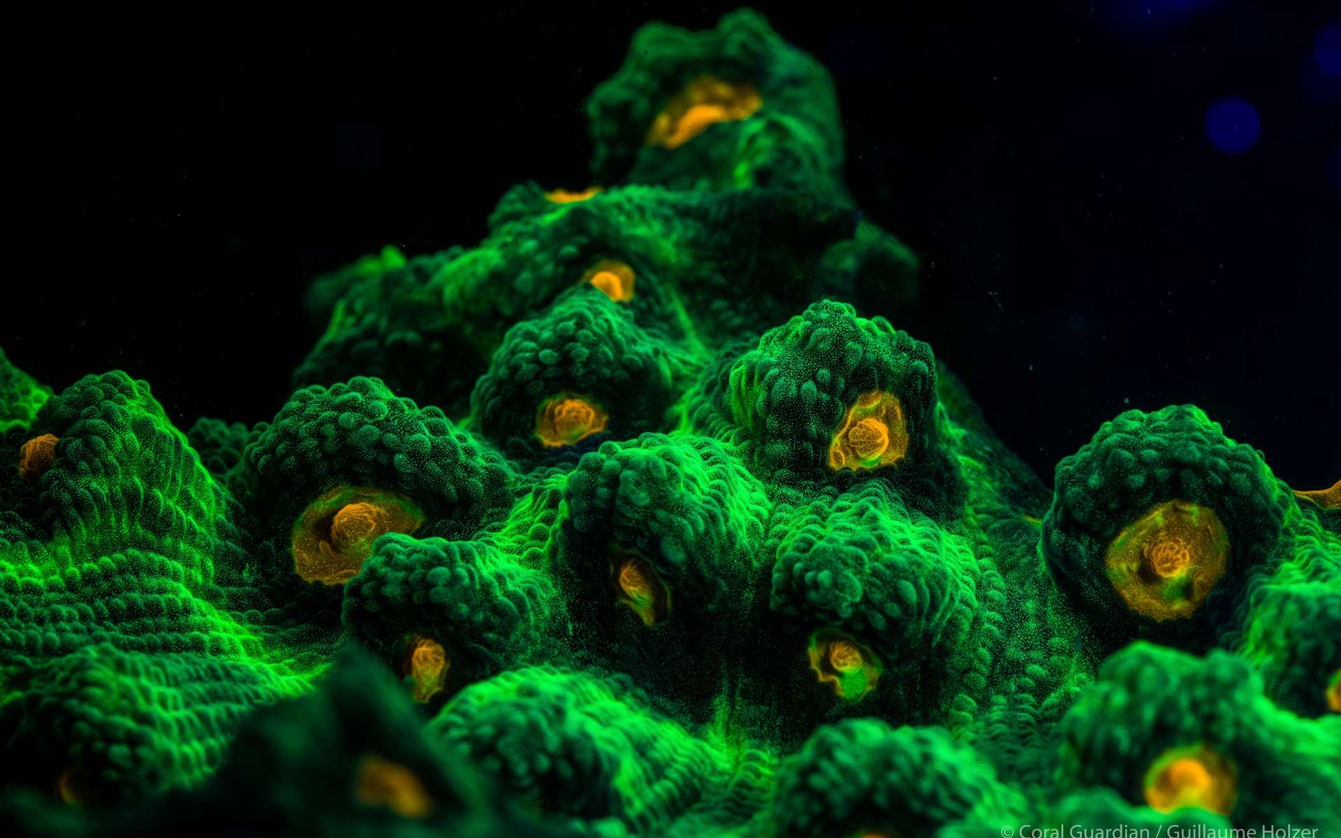 Exoplanètes : certaines étoiles pousseraient la vie à émettre de la lumière