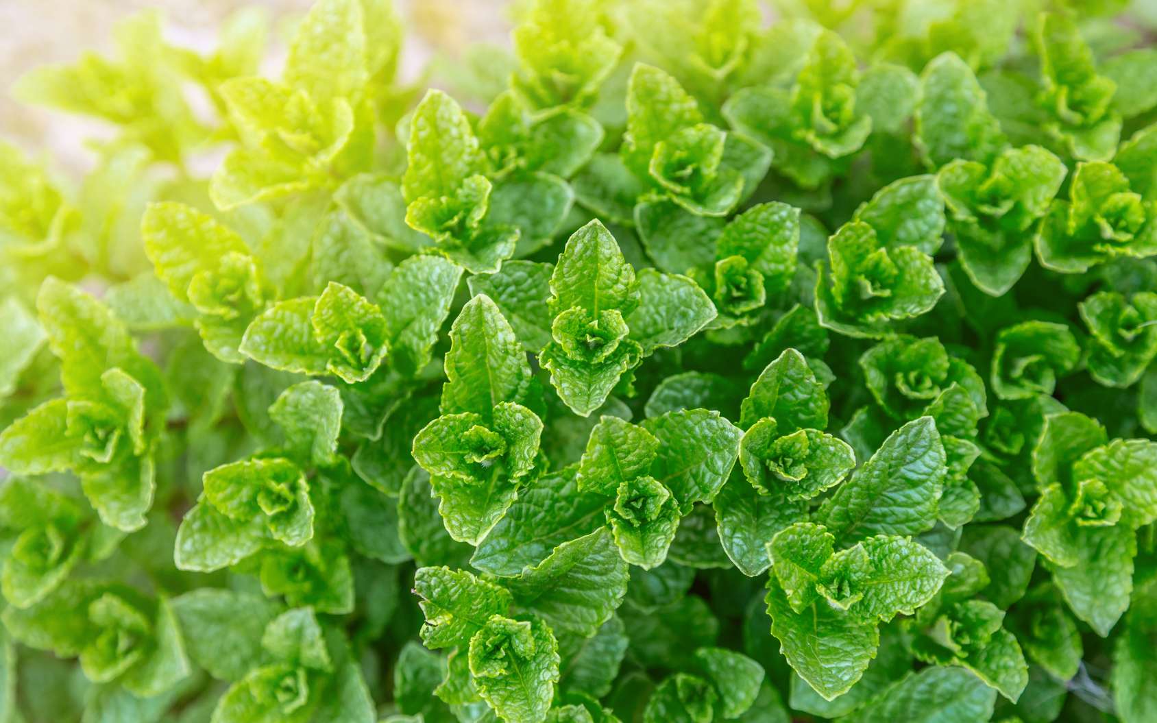 Définition | Menthe poivrée - Mentha piperita | Futura Planète