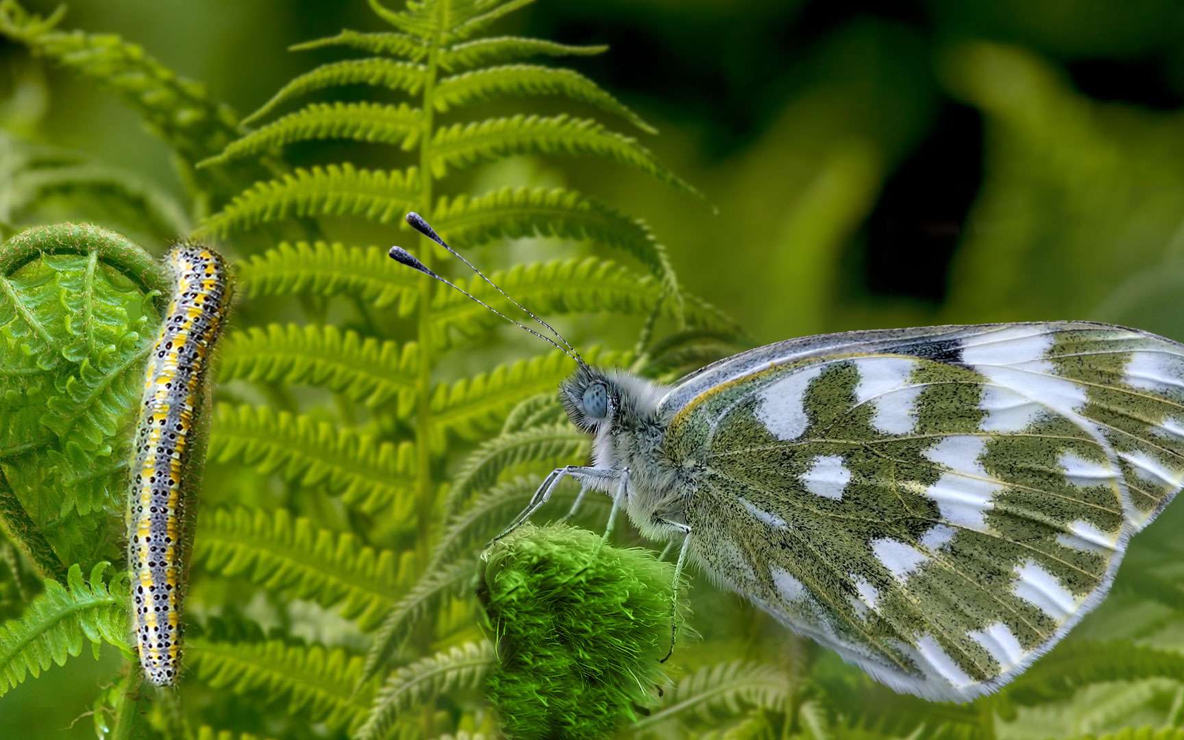 Photos | Métamorphose : de la chenille au papillon