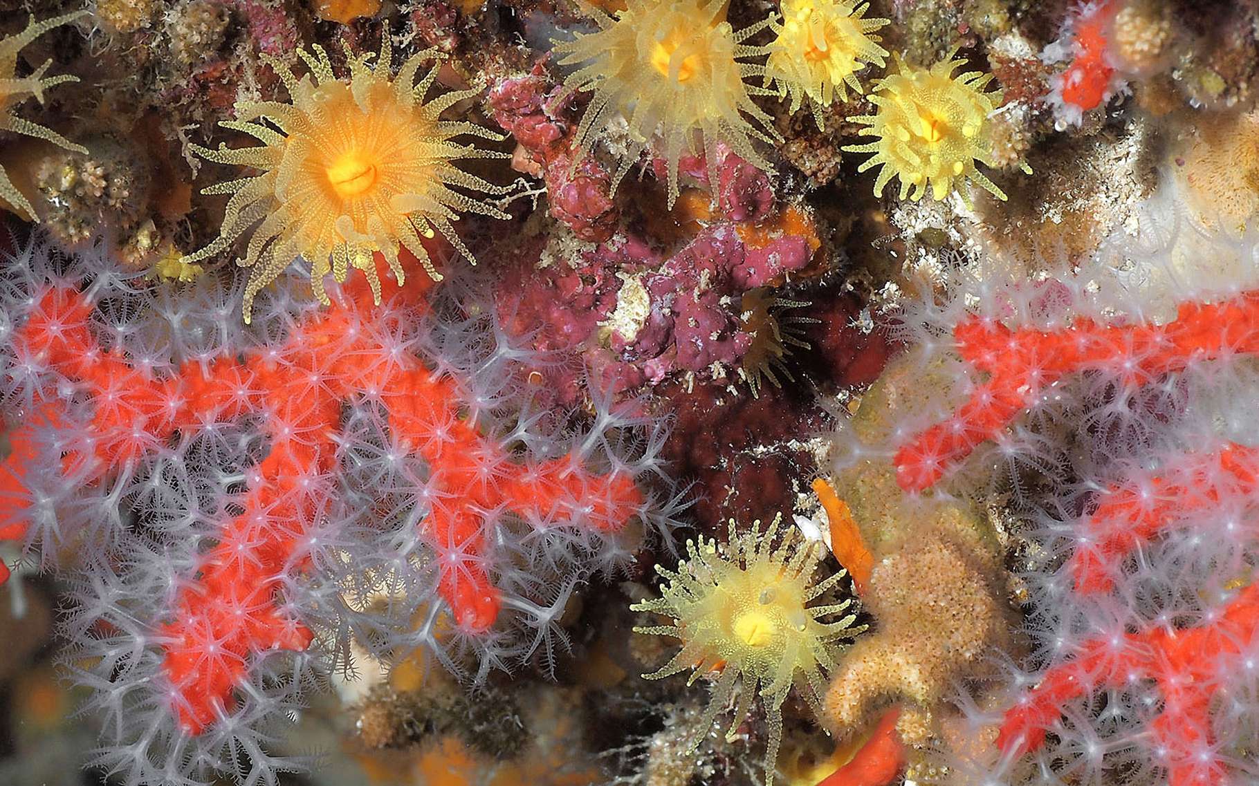 Le corail est-il animal ou végétal ? | Dossier