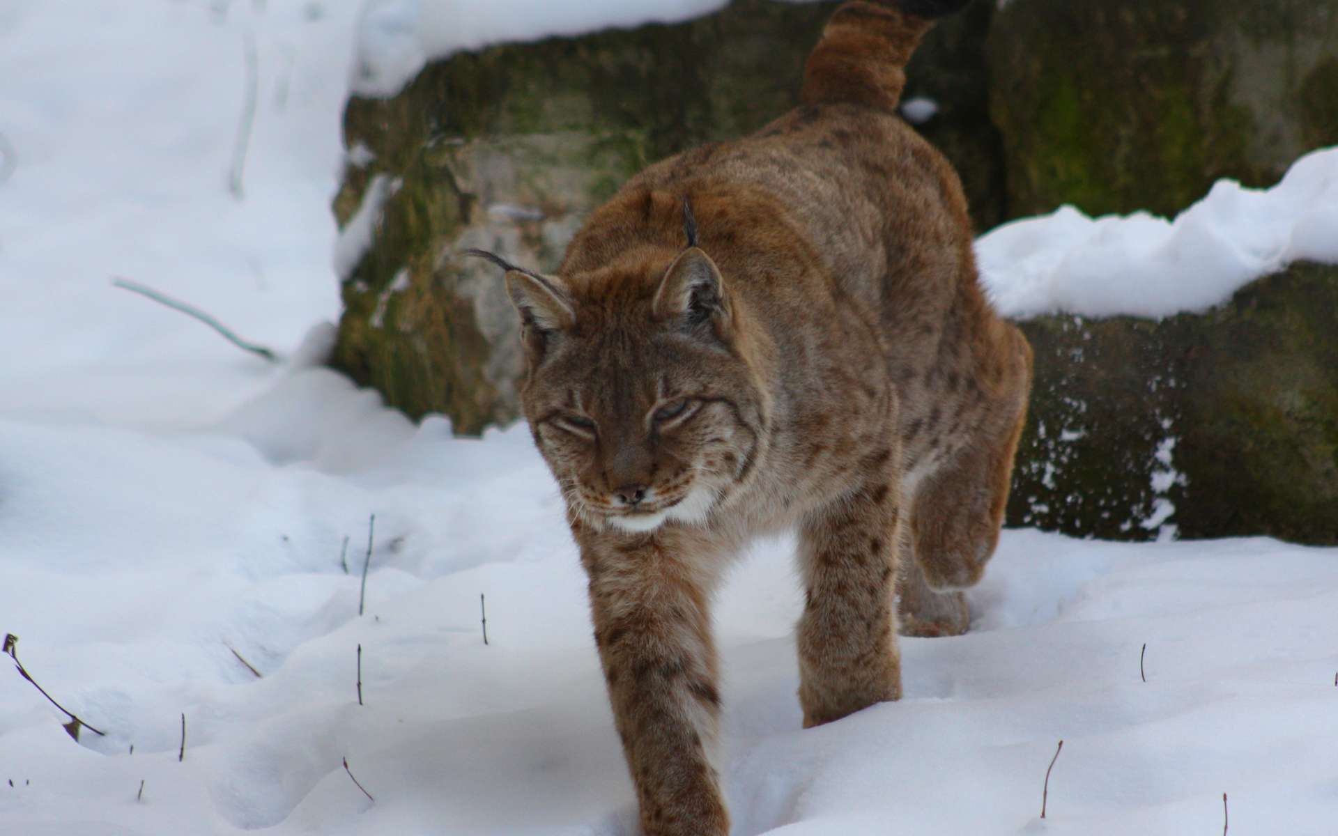 Définition | Lynx européen - Lynx boréal - Loup cervier - Lynx lynx ...