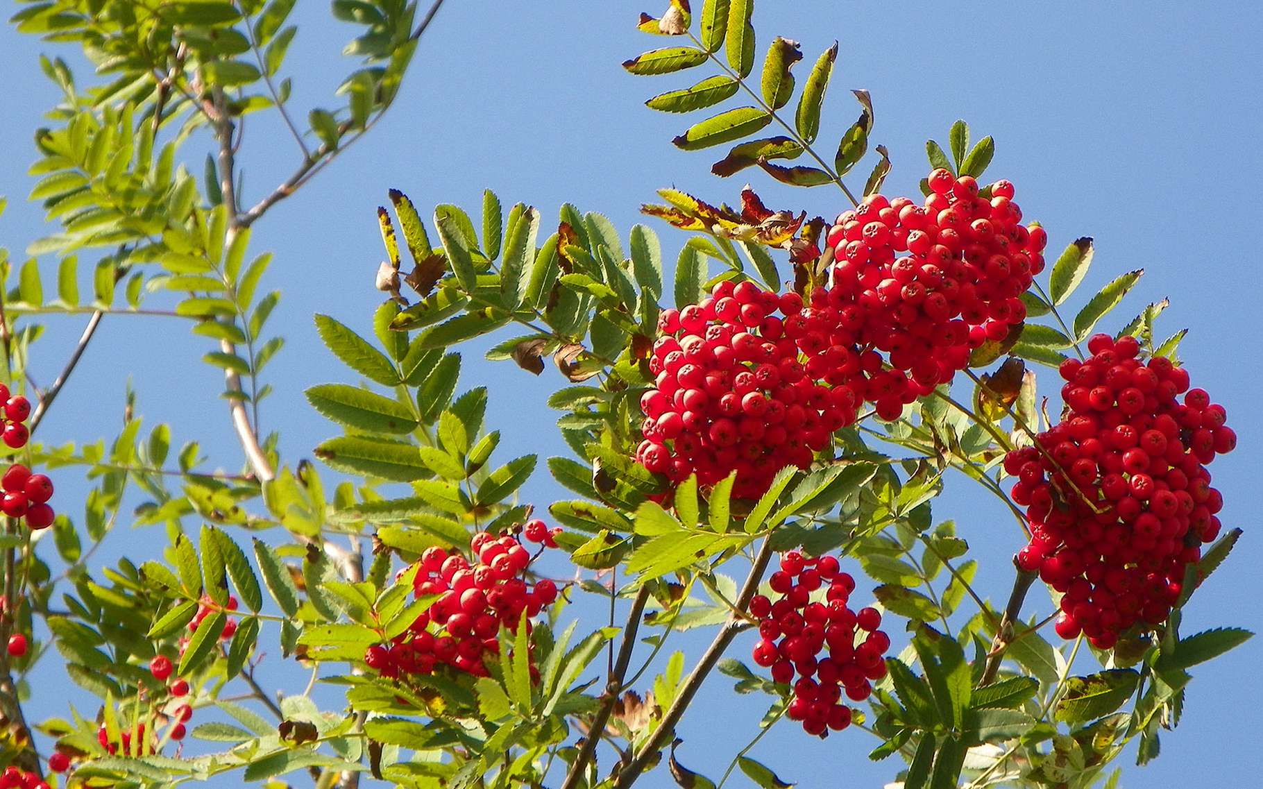 D finition Sorbier Des Oiseleurs Sorbus Aucuparia Sorbier Sauvage D finition Sorbier Des Oiseleurs Sorbus Aucuparia Sorbier Sauvage