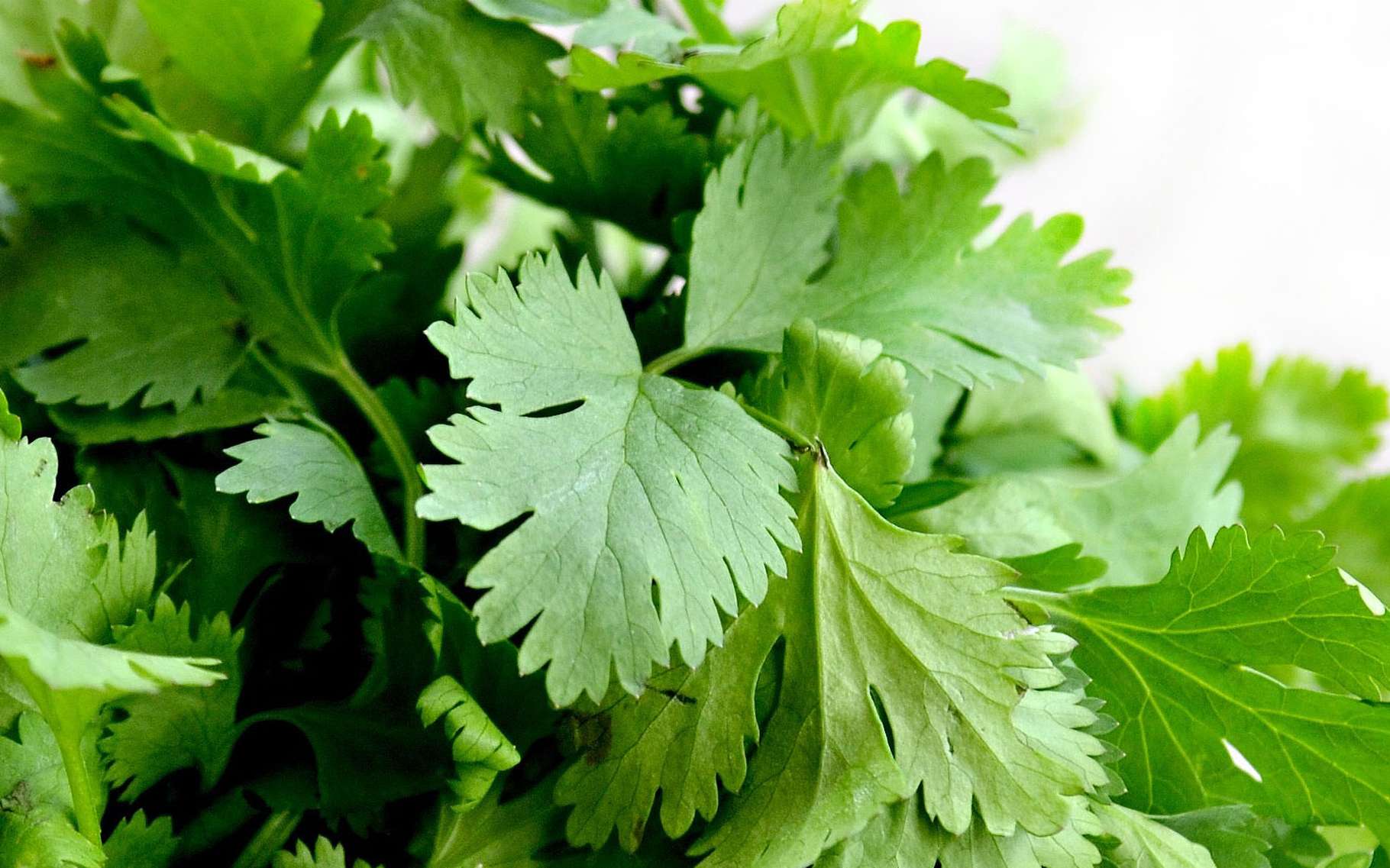 Culture du persil, plat ou frisé | Dossier