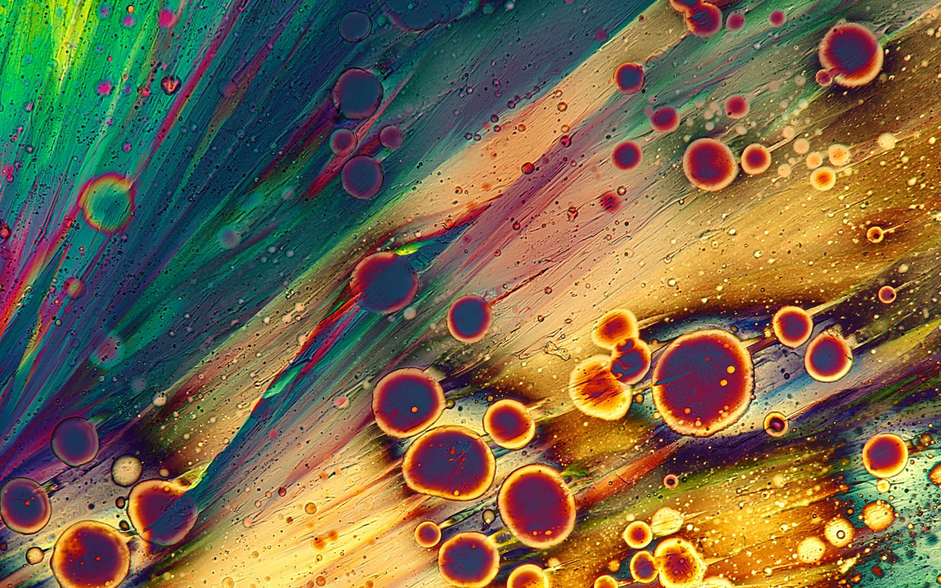 Photos | « Microphotographie », le monde caché et fascinant de Marek Miś