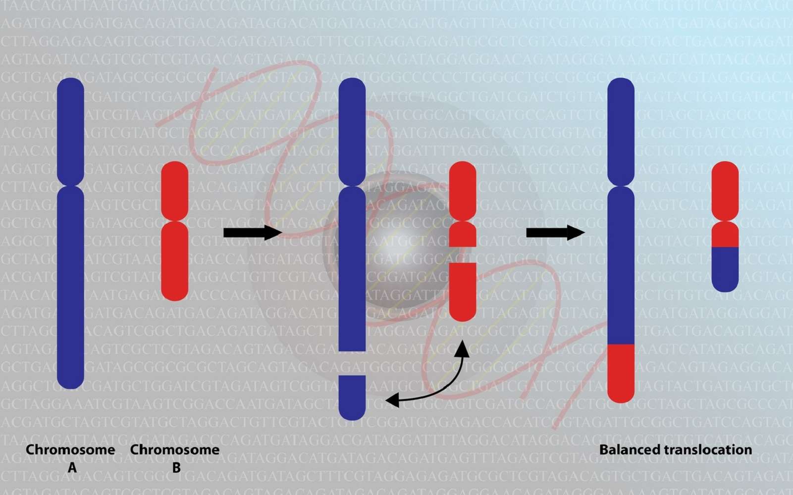 Définition | Translocation | Futura Santé