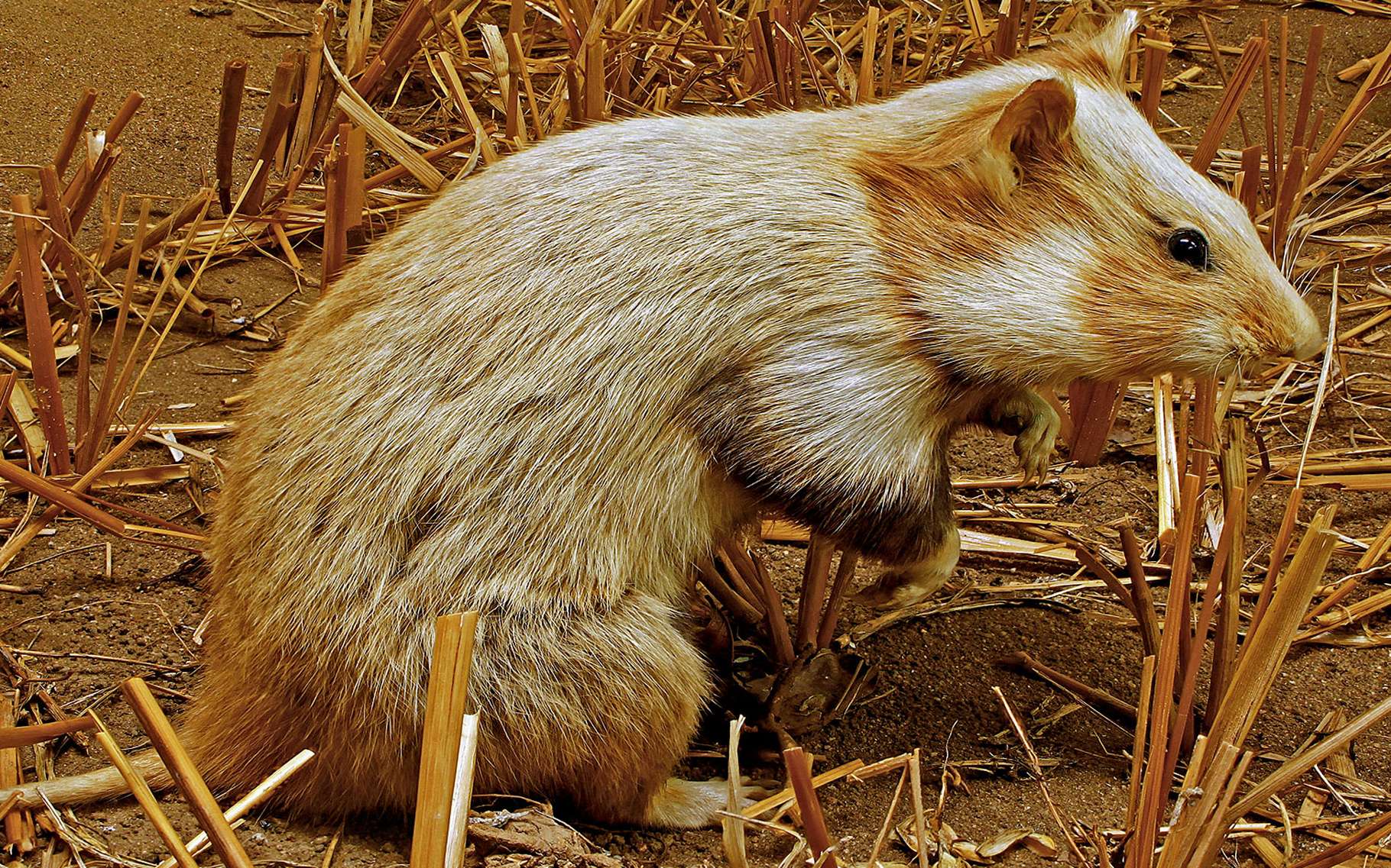 Région Alsace : Le grand hamster (Cricetus cricetus) | Dossier